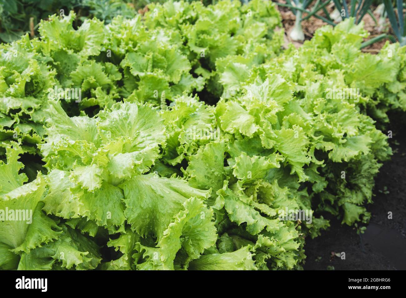 Green lettuce grows in the vegetable garden in the summer in the sun ...