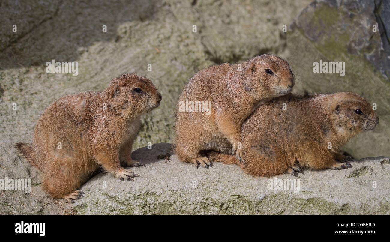 three marmots or groundhogs (marmota Stock Photo - Alamy