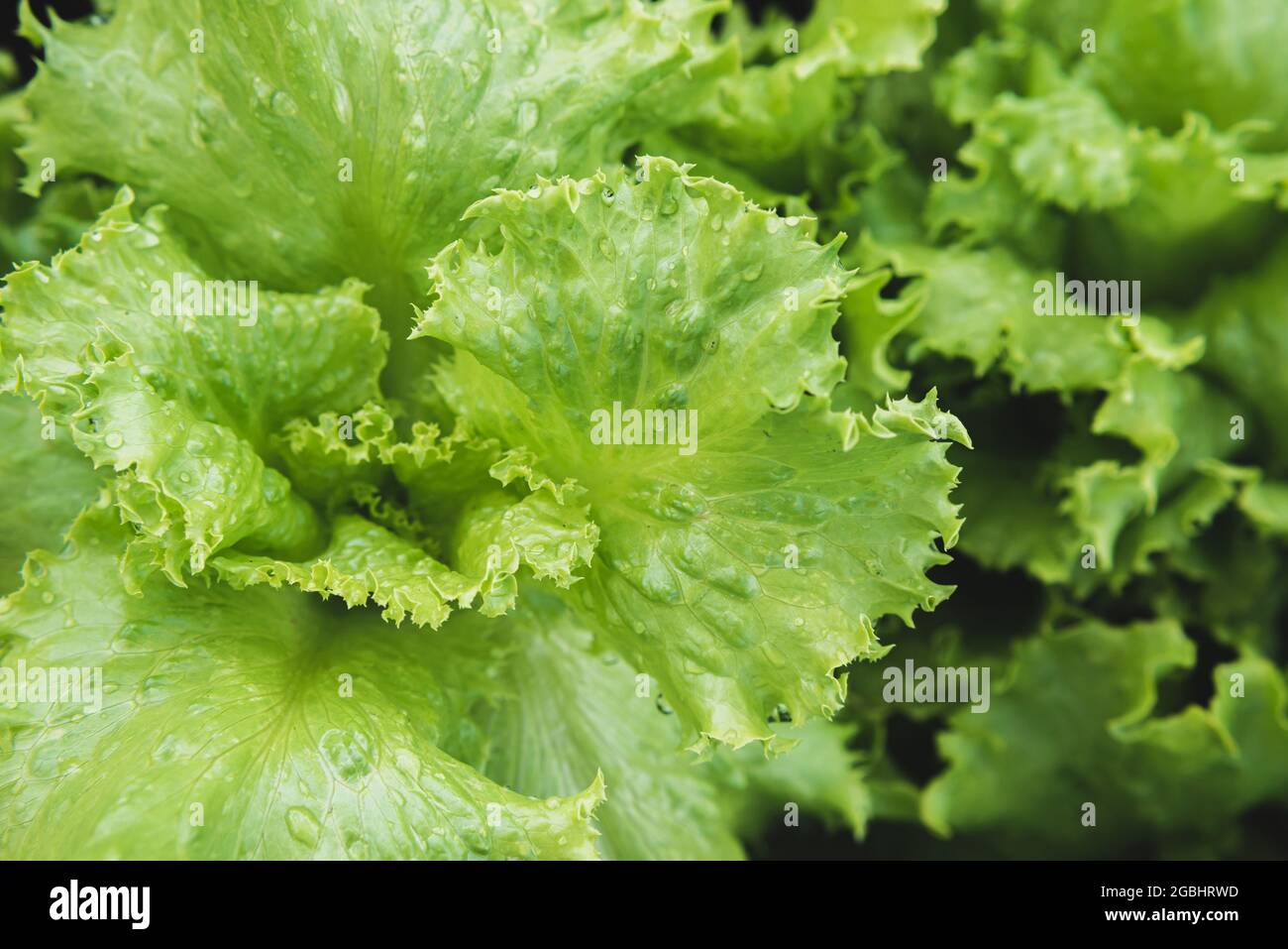 Green lettuce grows in the vegetable garden in the summer in the sun ...