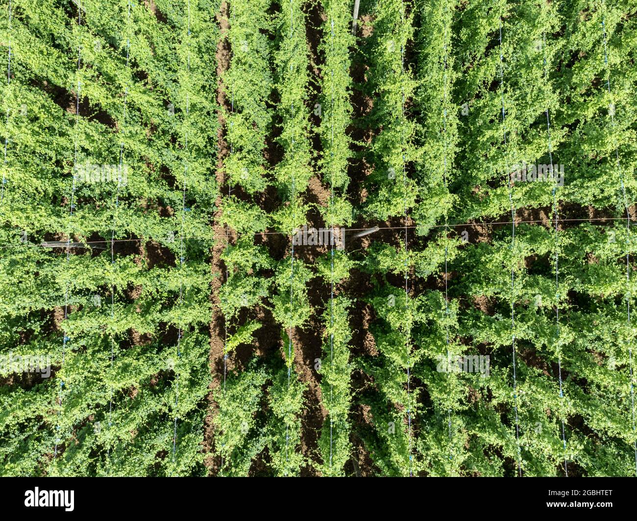 Hop plantation hi-res stock photography and images - Alamy