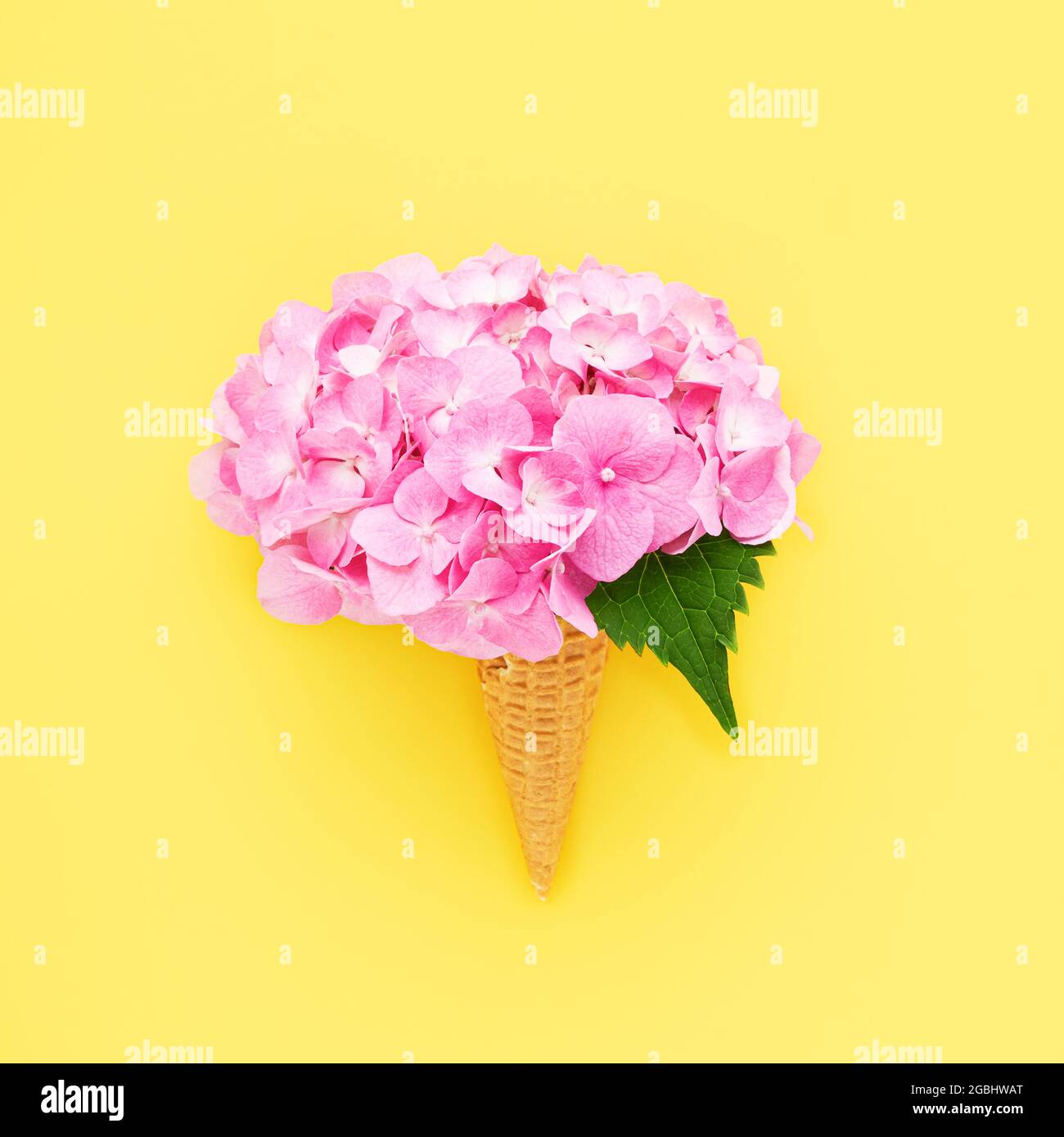 Pink and red hydrangea in garden hi-res stock photography and images ...