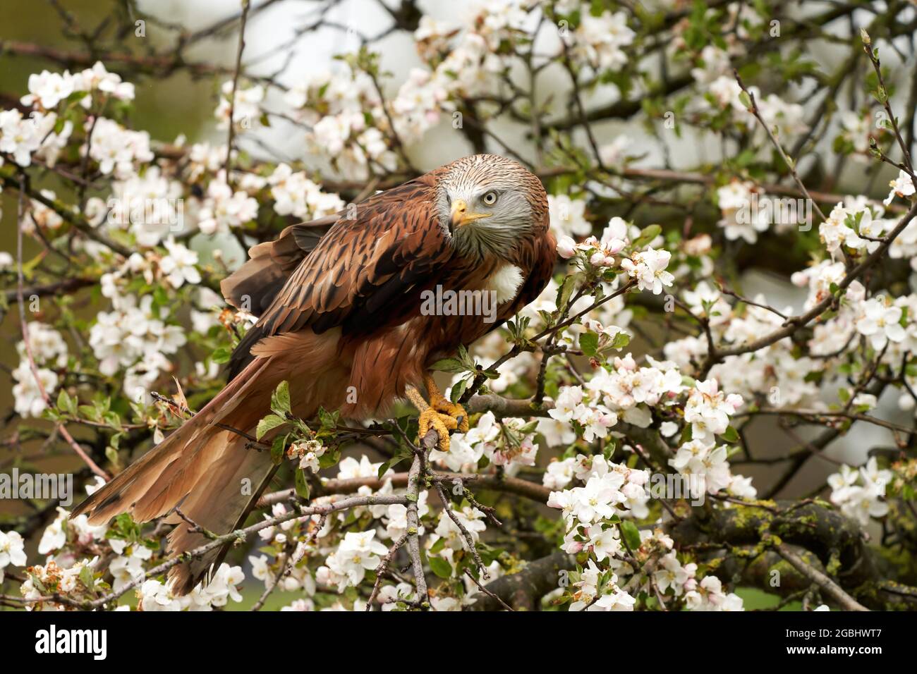 Red kite, in a tree with white blossom. Sky in the background. Bird of ...