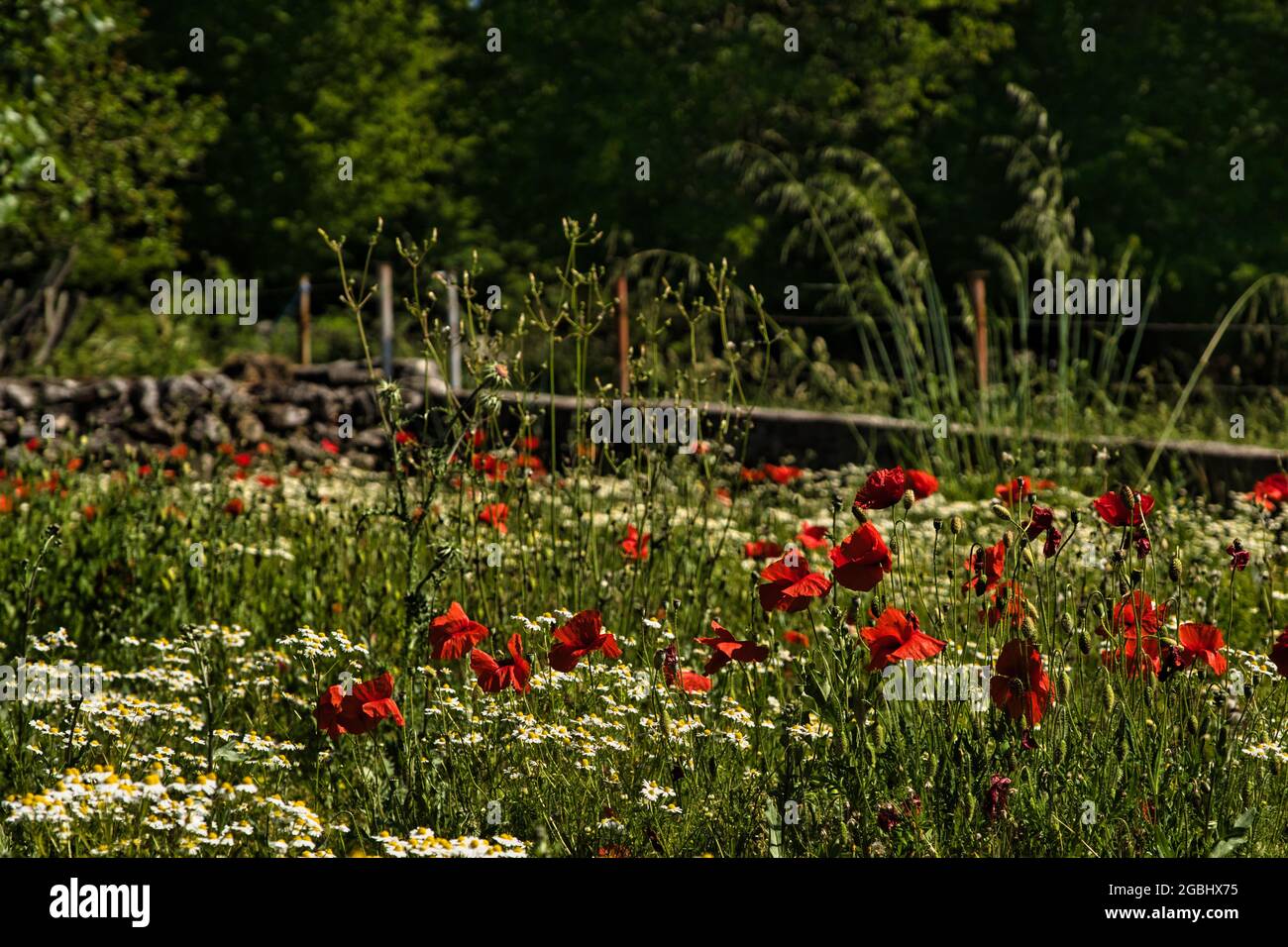 Field poppies on island hi-res stock photography and images - Alamy
