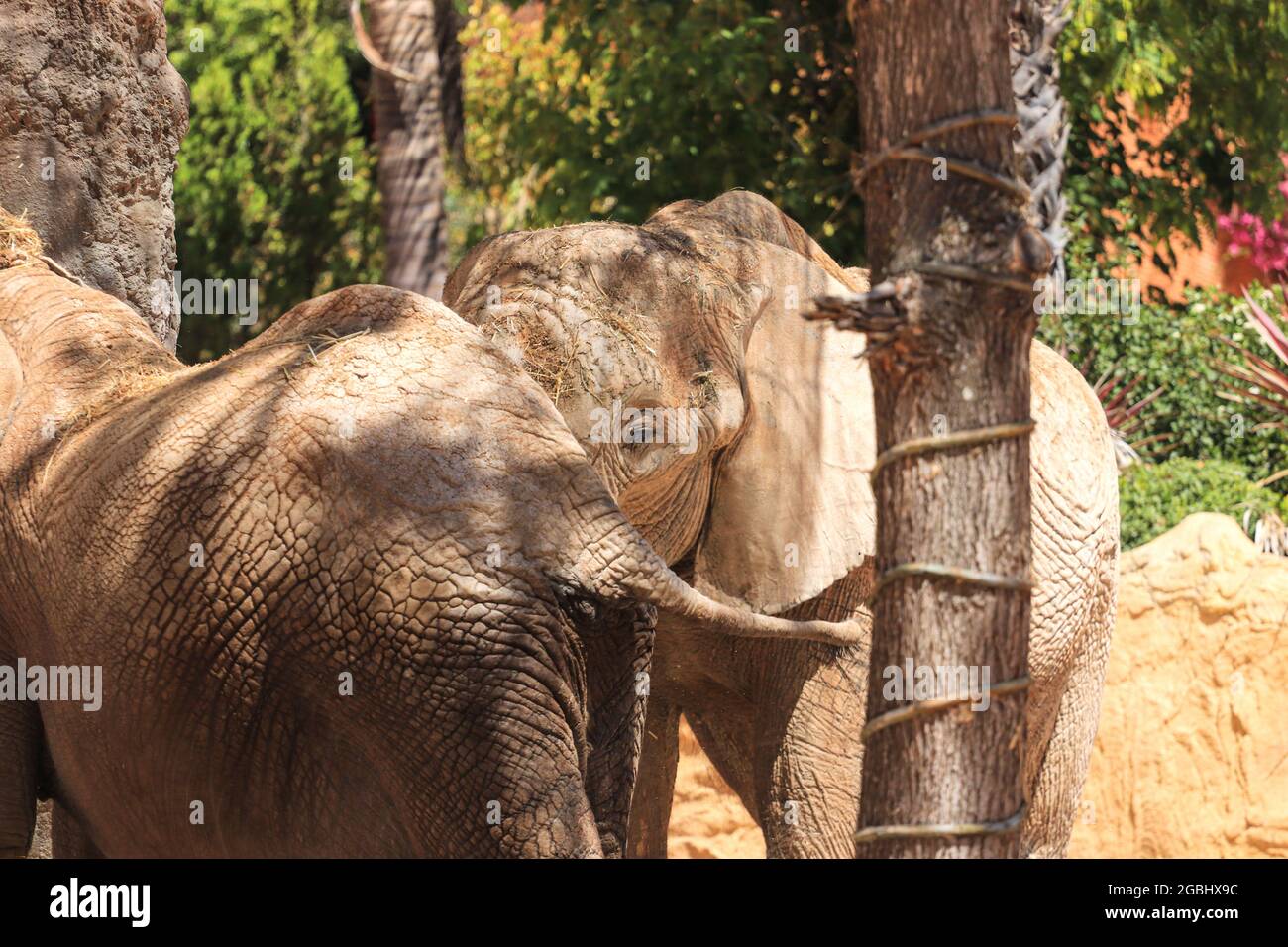 African elephant behind a tree in the savannah Stock Photo - Alamy