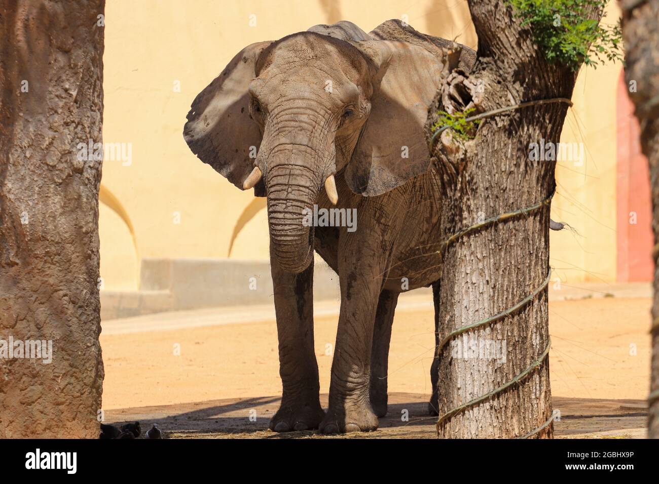African elephant behind a tree in the savannah Stock Photo - Alamy