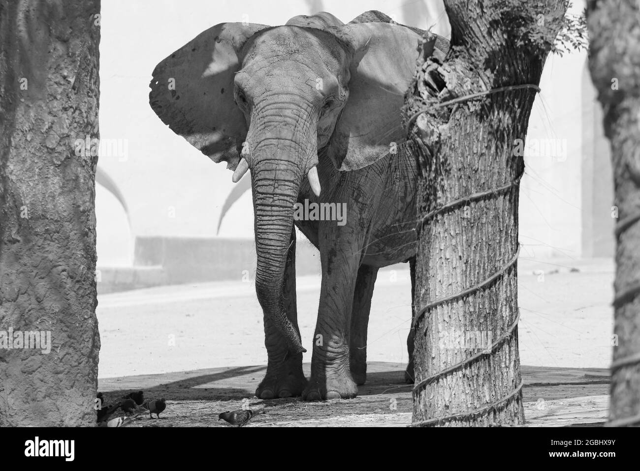 African elephant behind a tree in the savannah Stock Photo - Alamy
