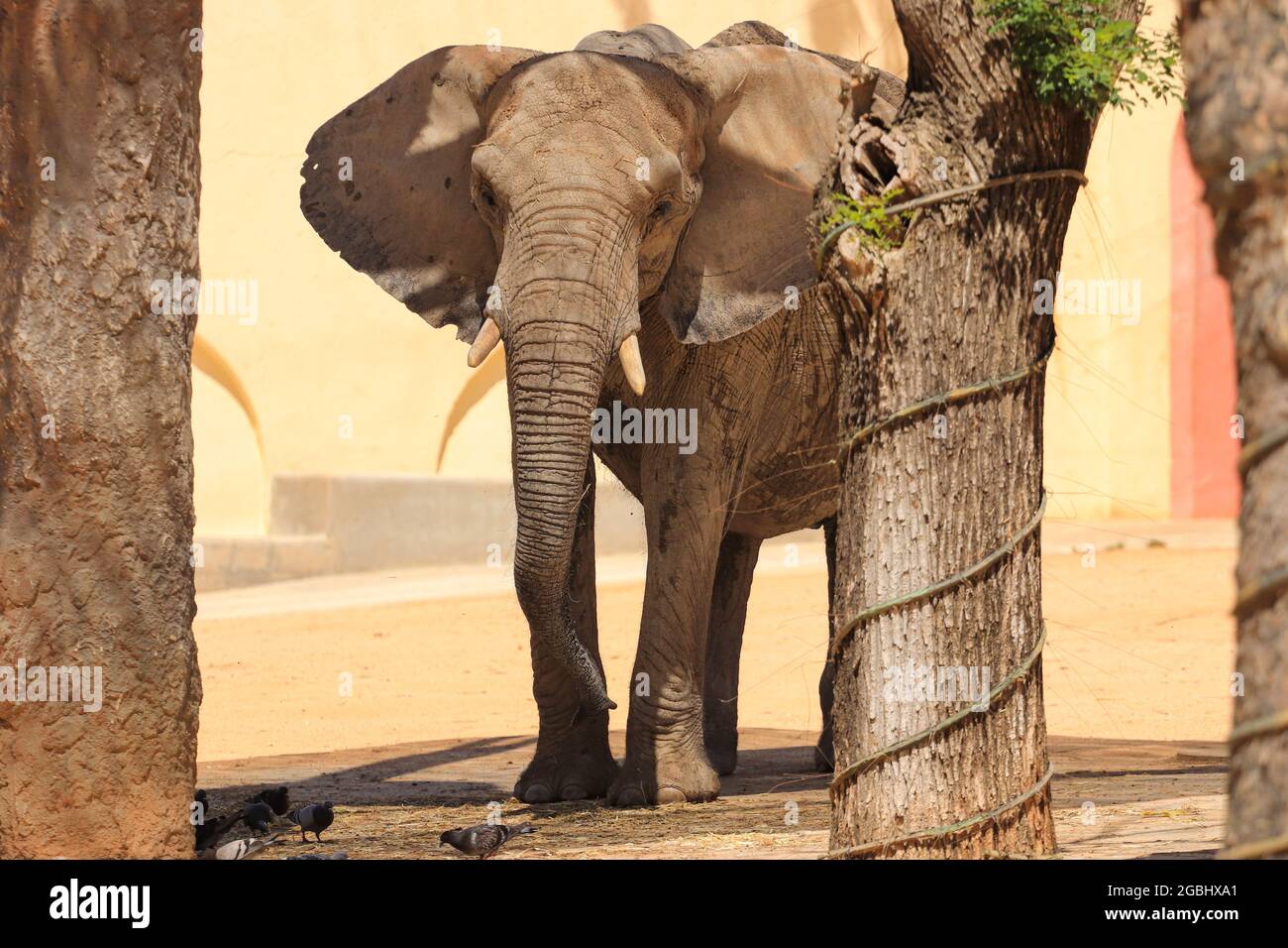 African elephant behind a tree in the savannah Stock Photo - Alamy