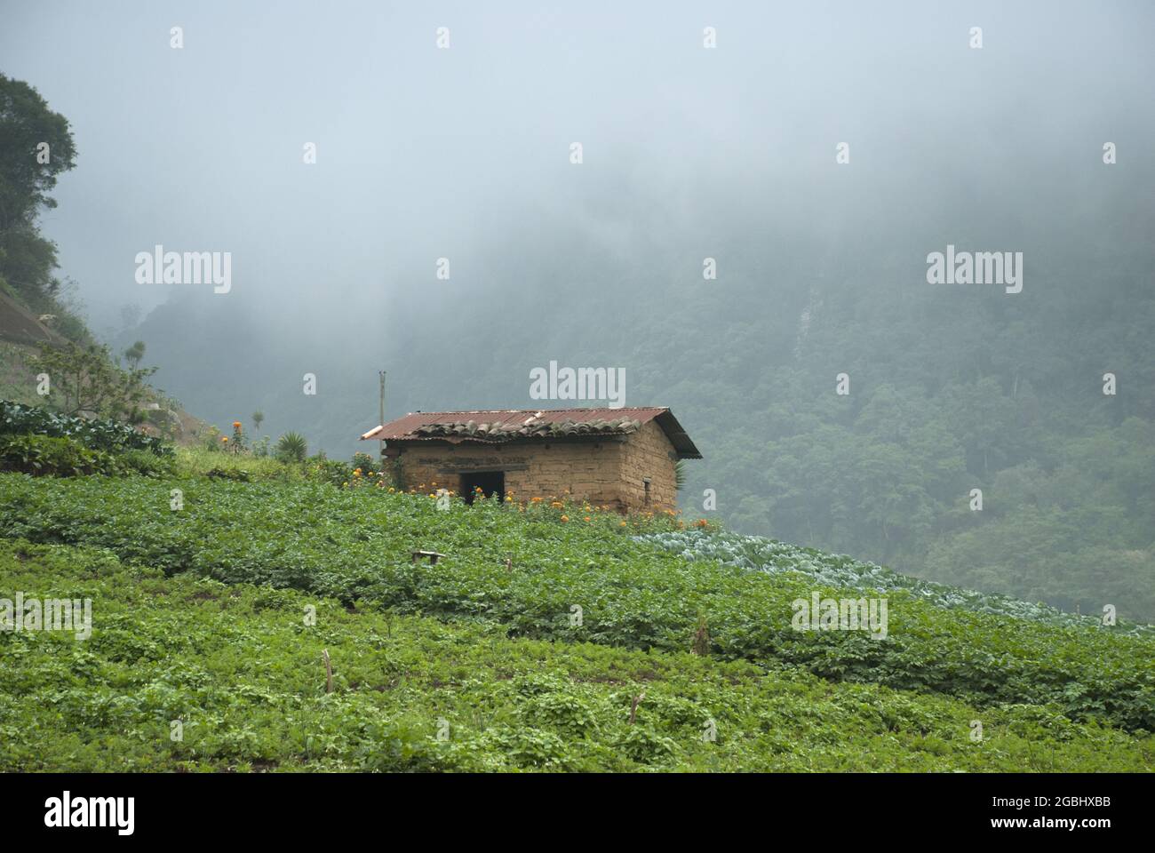 Farmhouse and vegetable fields Stock Photo - Alamy