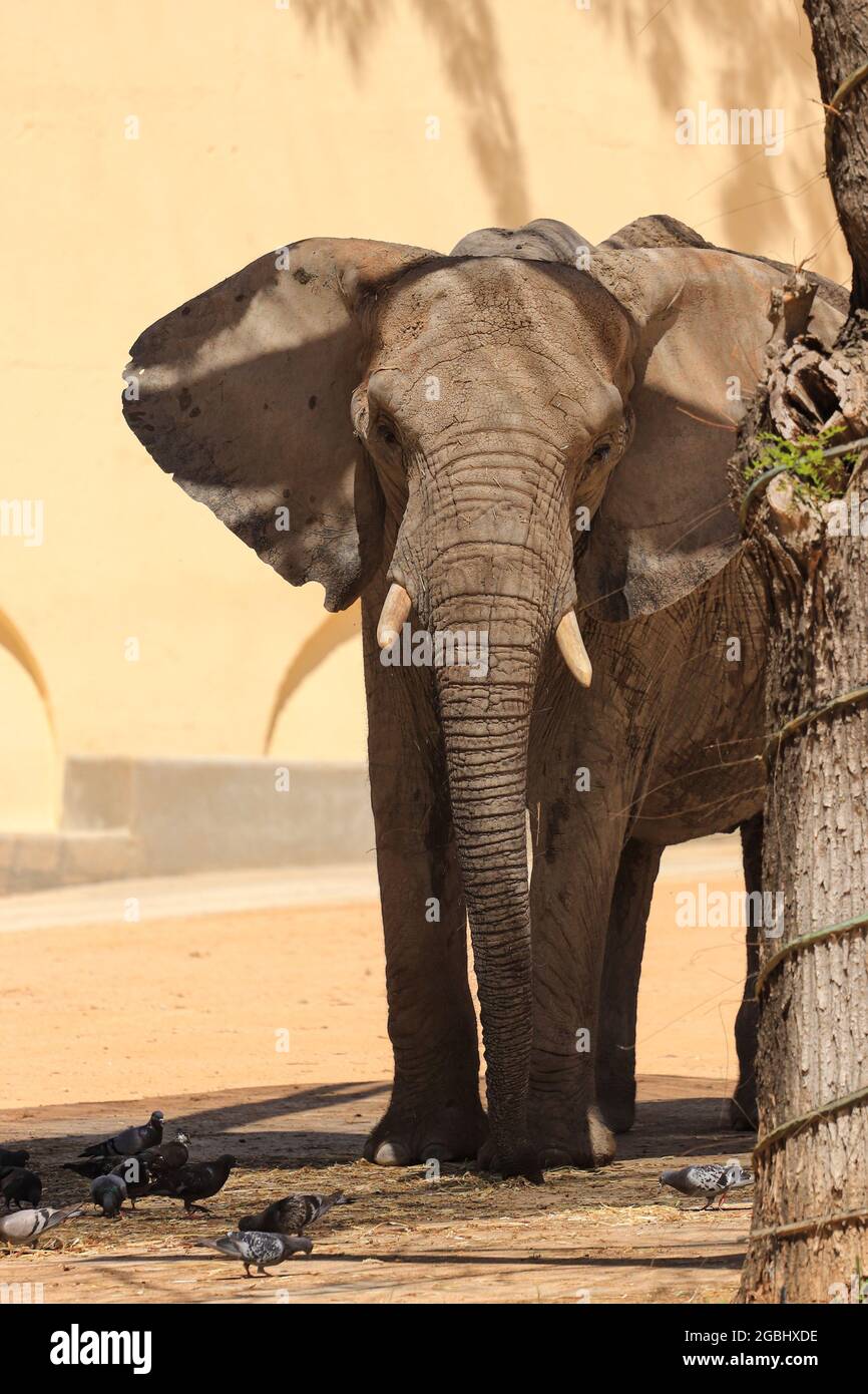 African elephant behind a tree in the savannah Stock Photo - Alamy