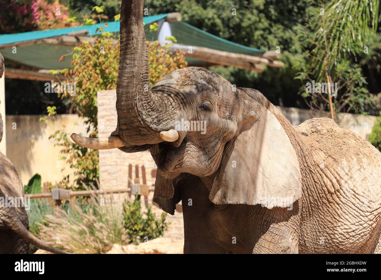 African elephant behind a tree in the savannah Stock Photo - Alamy