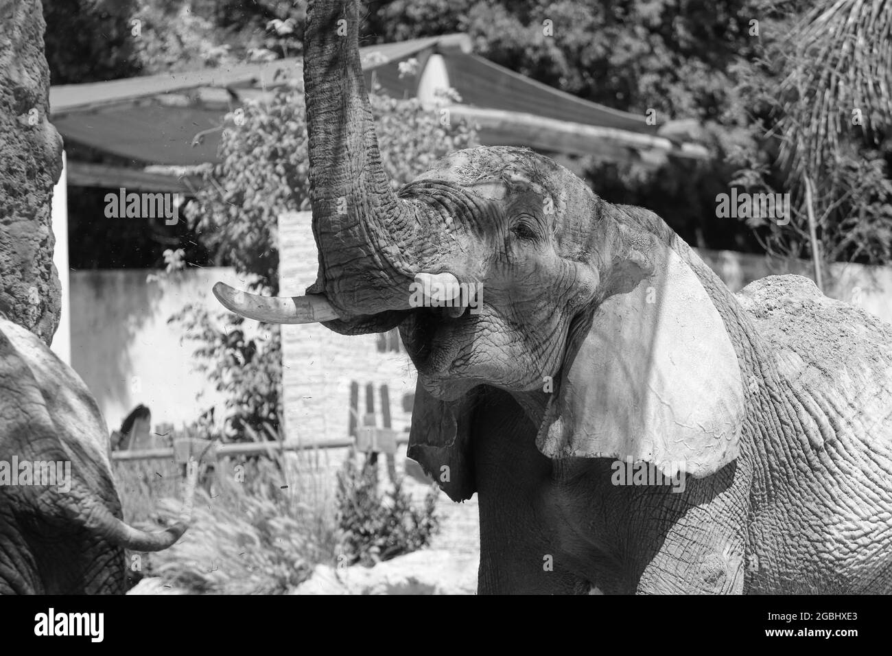 African elephant behind a tree in the savannah Stock Photo - Alamy