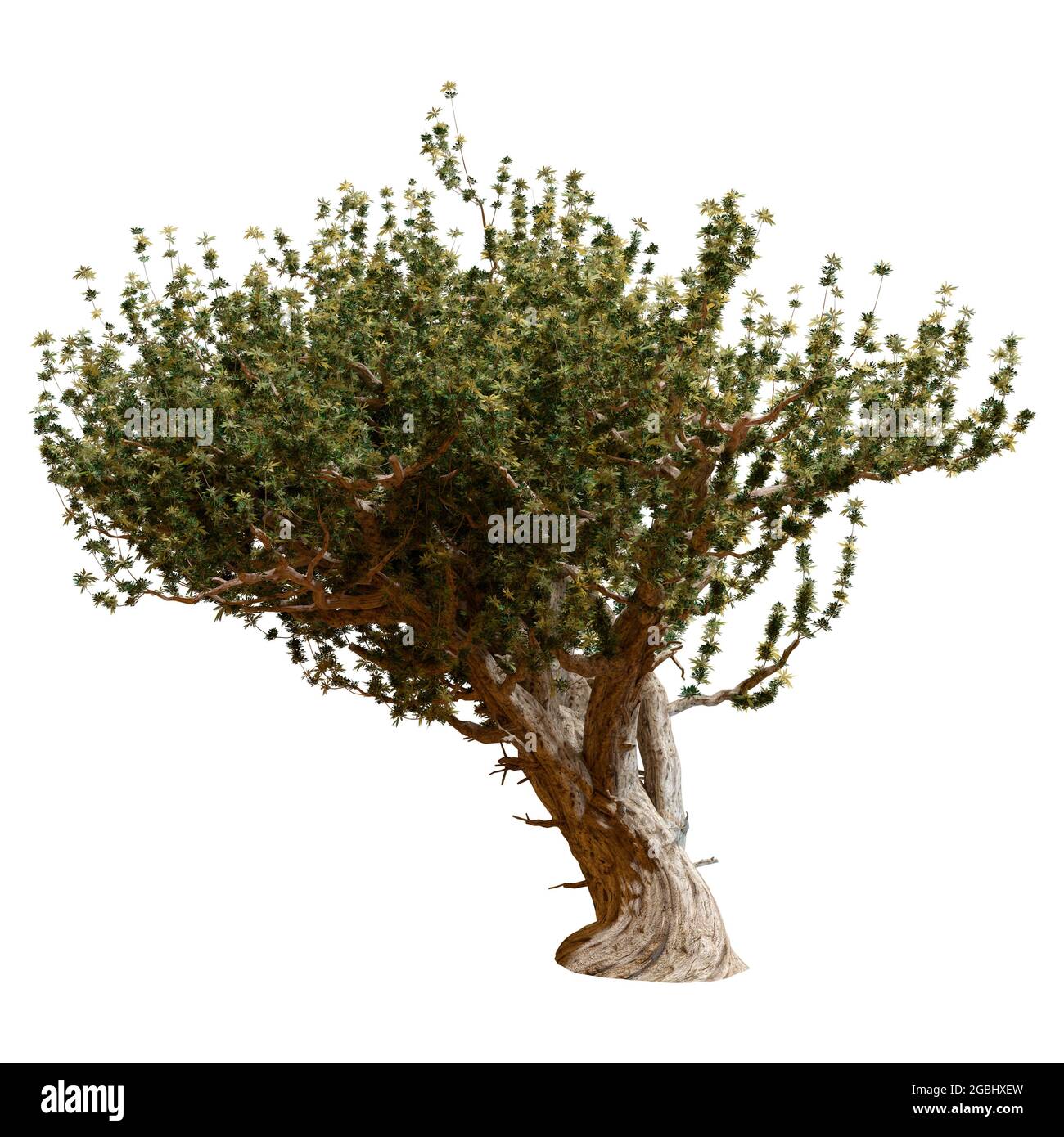 3D rendering of a green olive tree isolated on white background Stock ...