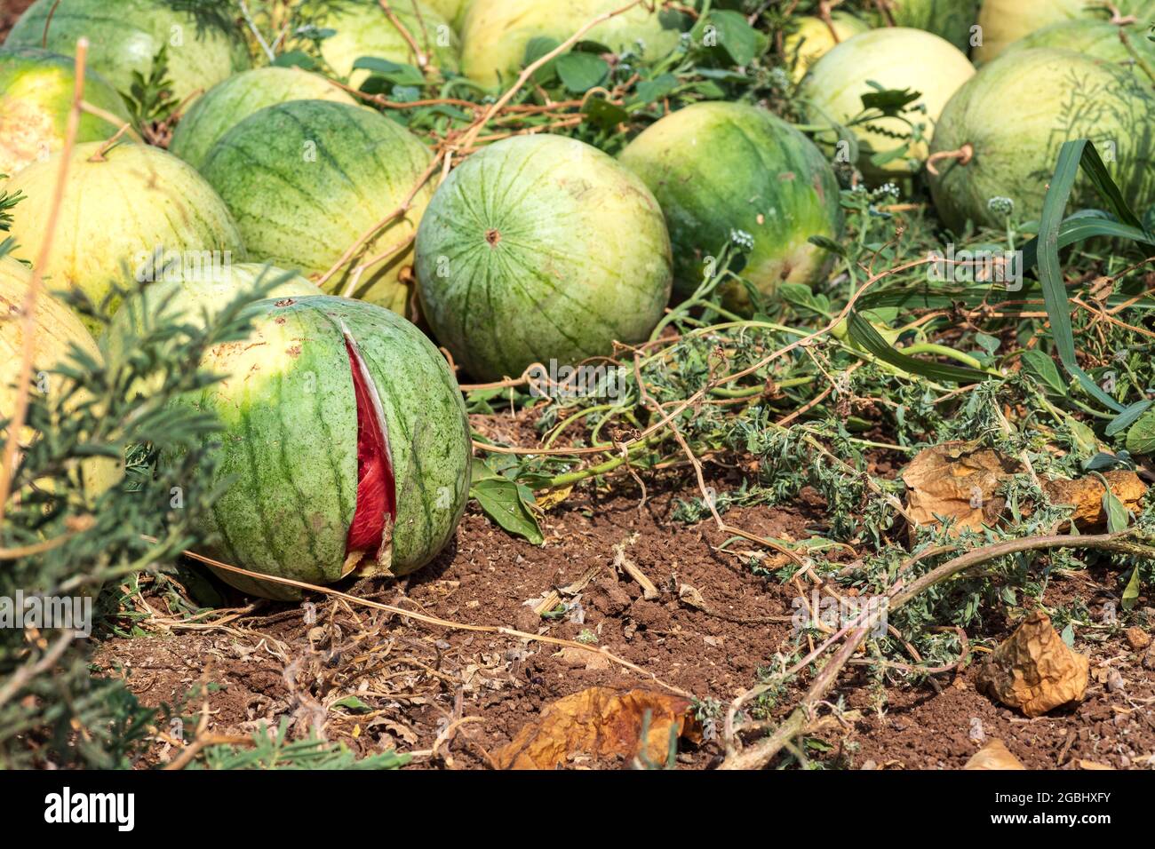 Seedless watermelons hi-res stock photography and images - Alamy