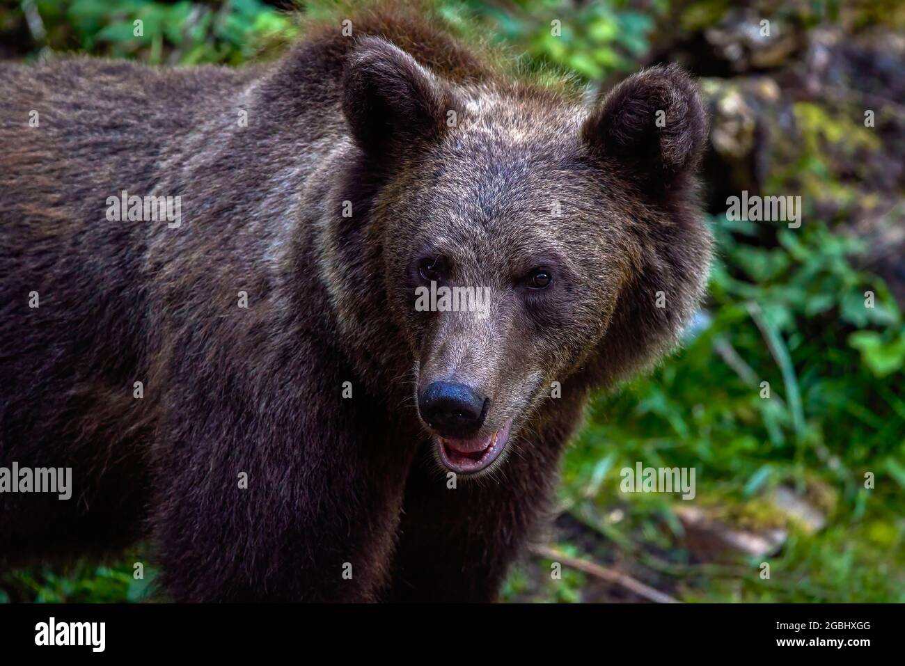 Transylvania brown bear hi-res stock photography and images - Alamy