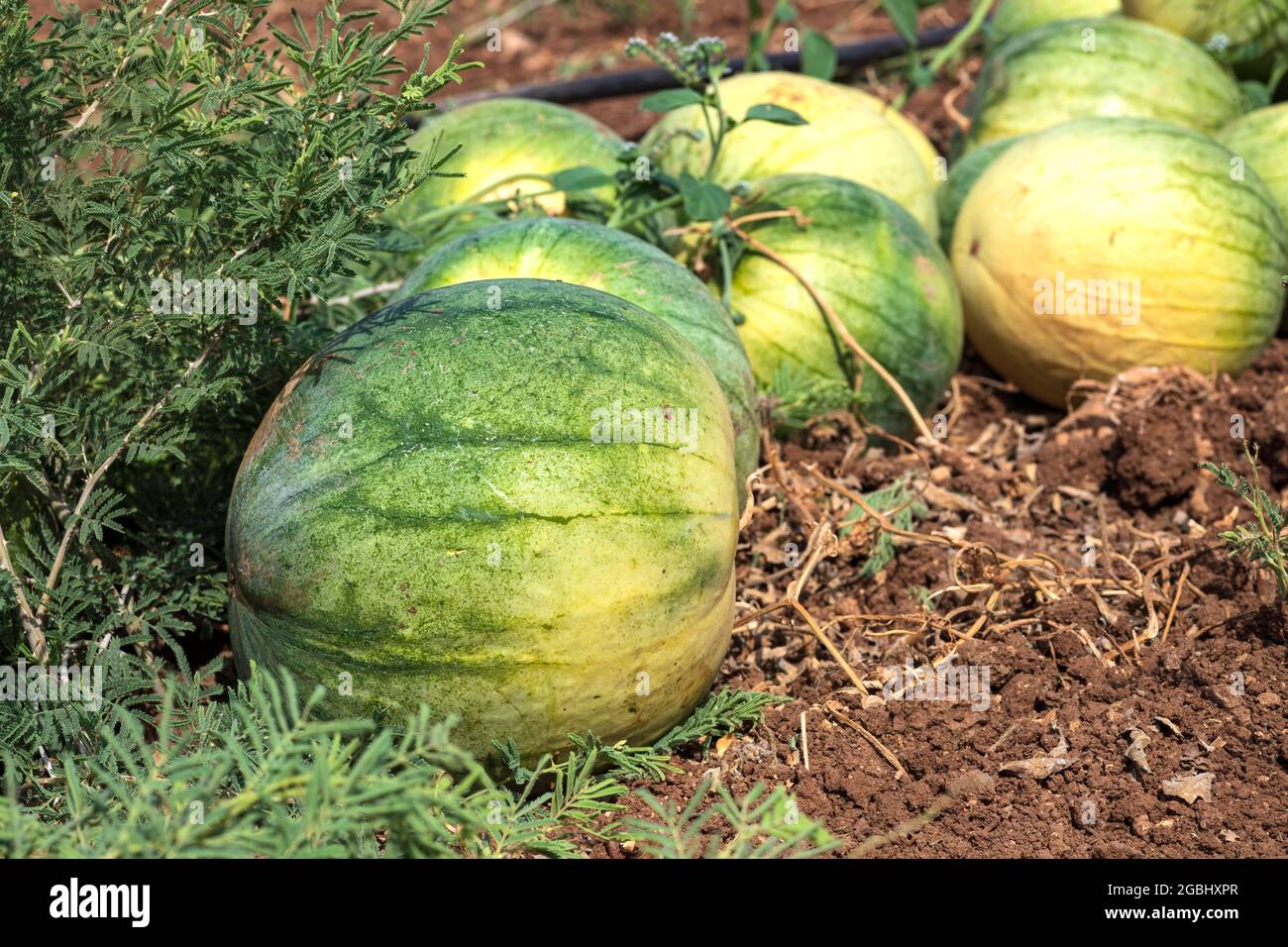 Seedless watermelons hi-res stock photography and images - Alamy