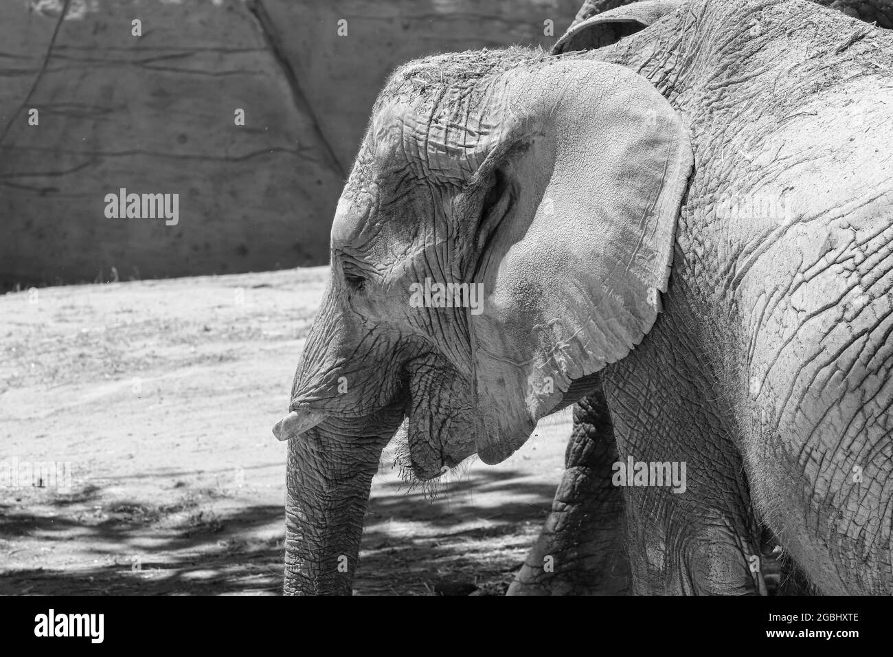 African elephant behind a tree in the savannah Stock Photo - Alamy