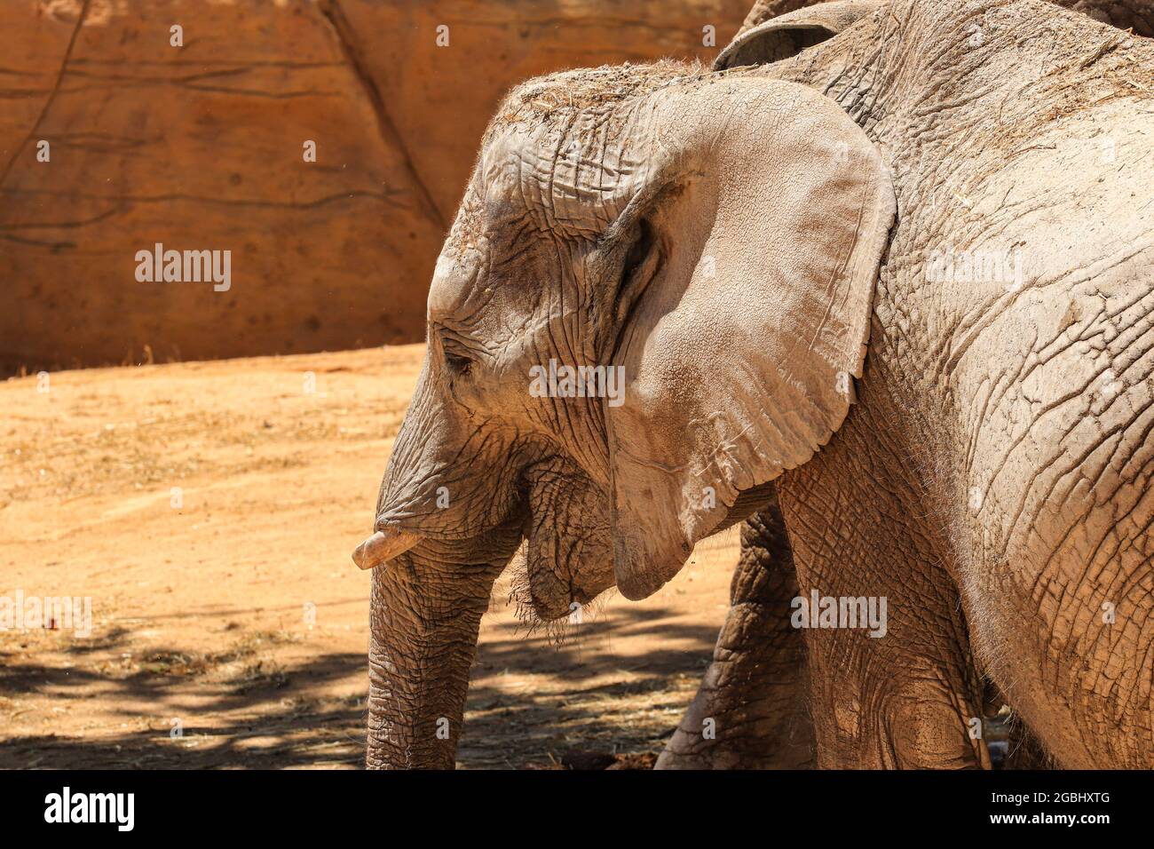 African elephant behind a tree in the savannah Stock Photo - Alamy
