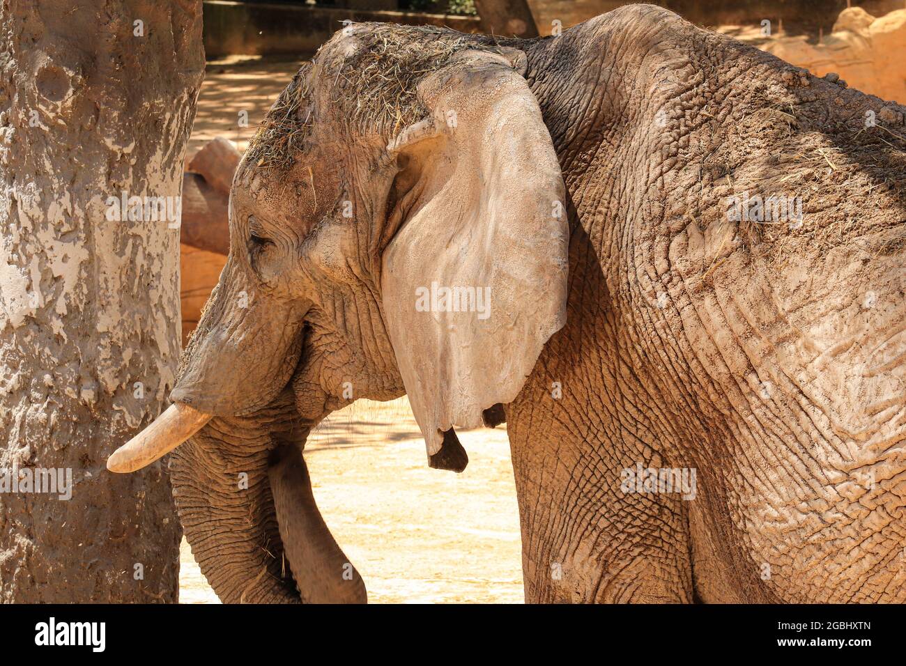 African elephant behind a tree in the savannah Stock Photo - Alamy