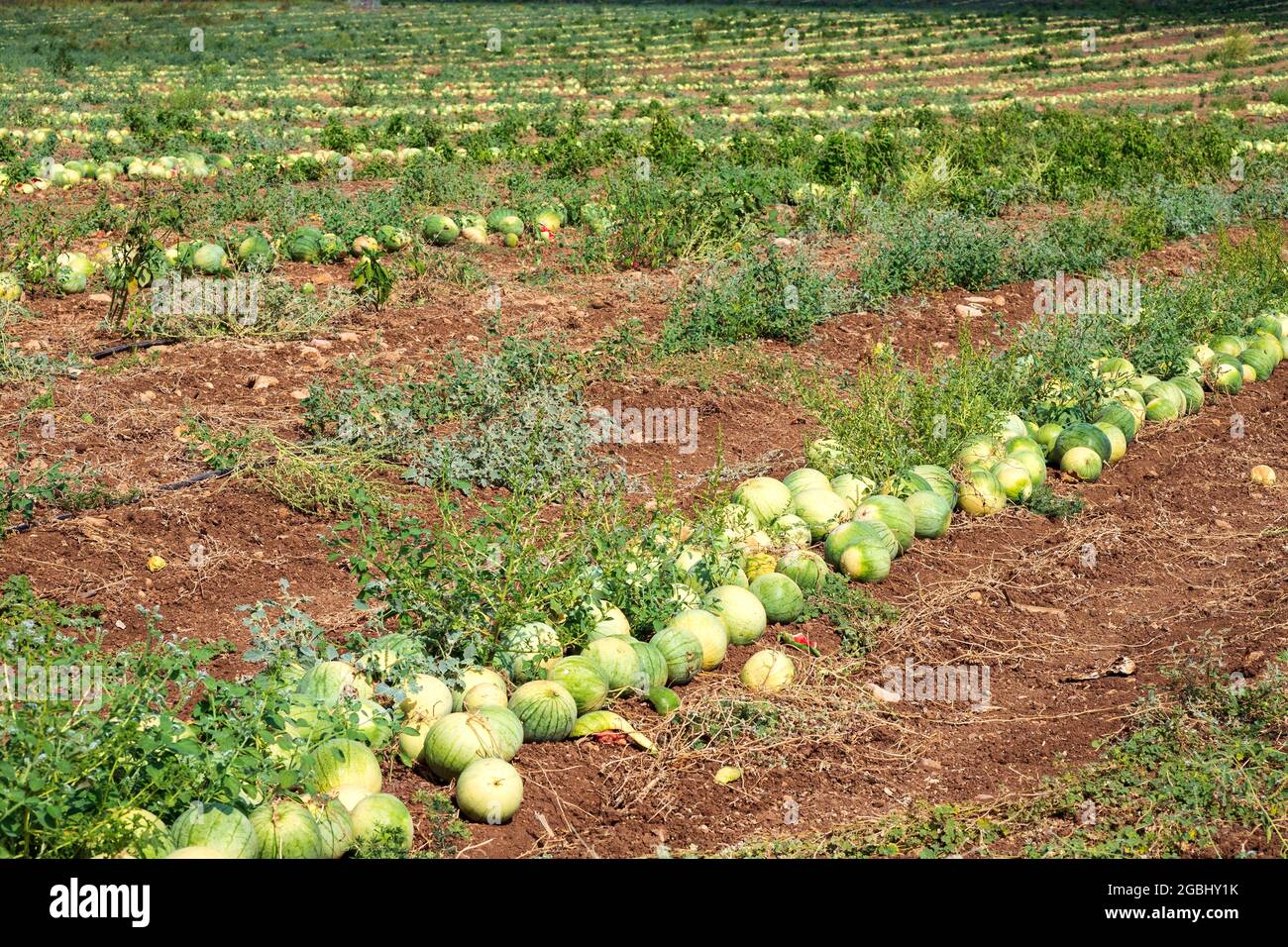 Growing watermelons hi-res stock photography and images - Alamy