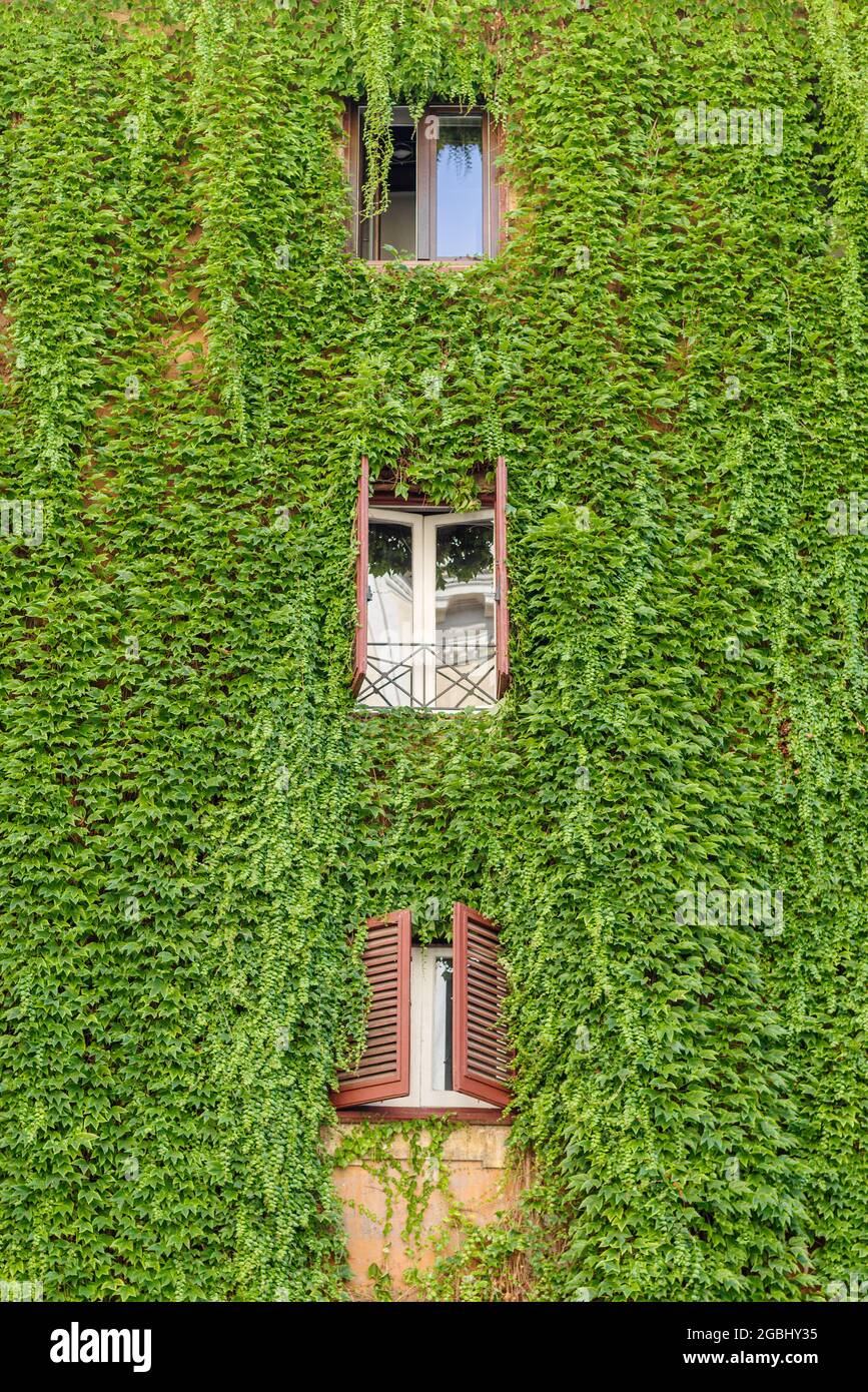 Ivy growing on the exterior wall of a building around the windows Stock ...