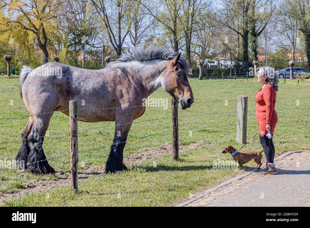 Dutch draft hi-res stock photography and images - Alamy