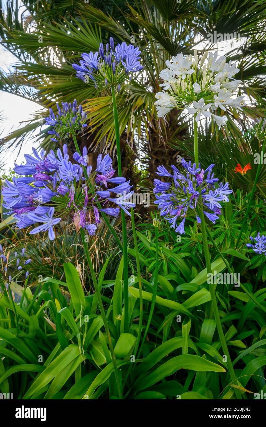 African lilies also known as Lily of the Nile and Common Agapanthus ...