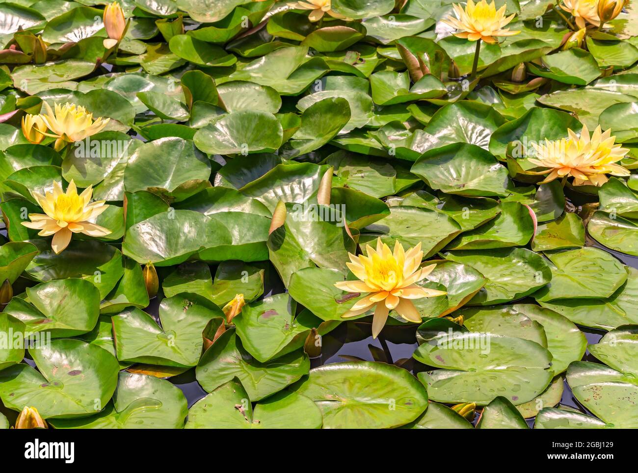 tokyo, japan - june 11 2021: Japanese yellow water lilies nenuphar ...