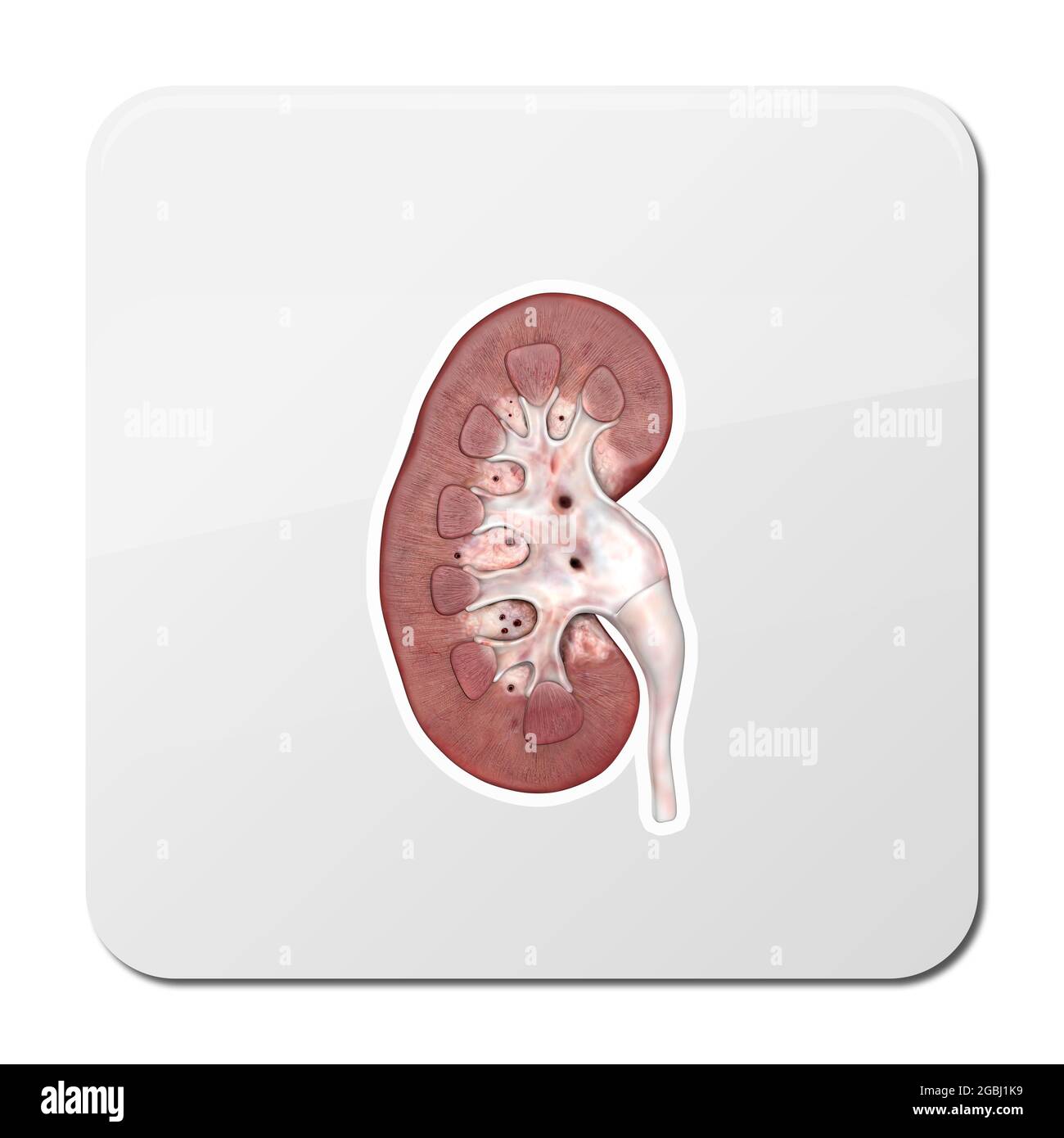Human kidney cross section on scientific background. 3d render ...