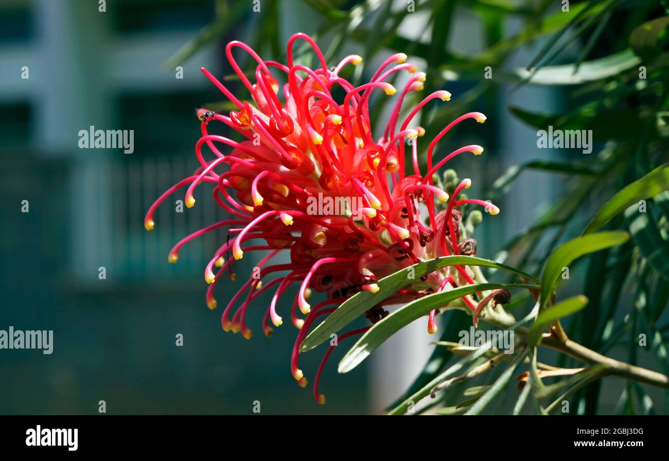 Red silky oak or Dwarf silky oak flower (Grevillea banksii), Brazil ...