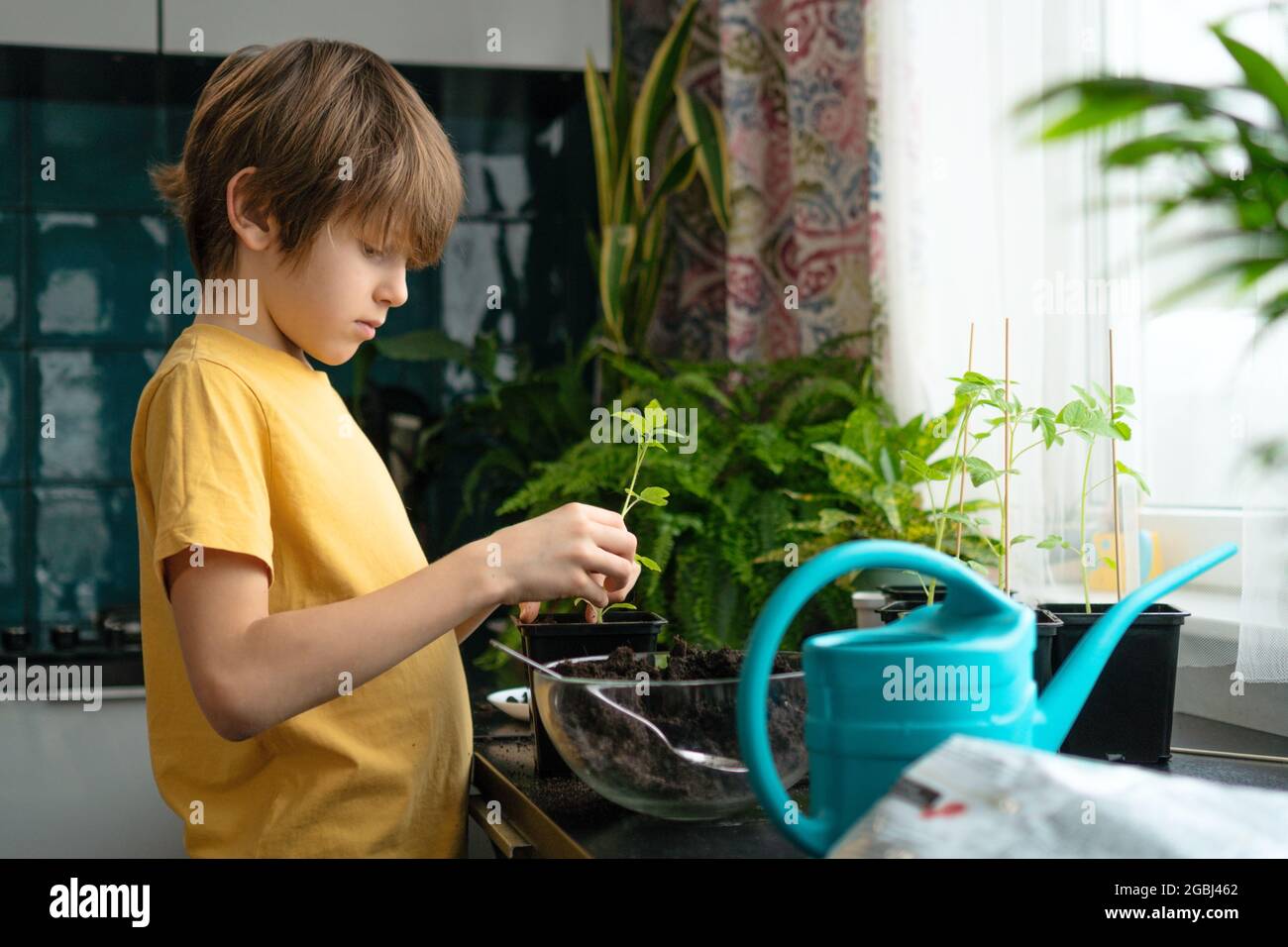 Little boy planting seedlings at home. An independent child is busy ...