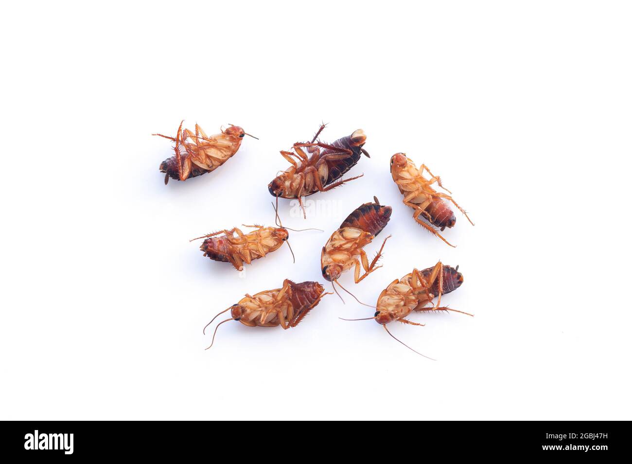 Group of dead dried cockroach insects isolated on white background top ...