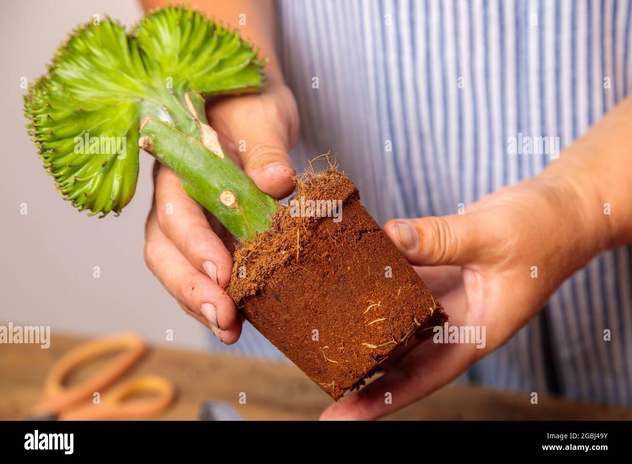 Flower roots with earth. Houseplant transplant concept, gardening Stock ...