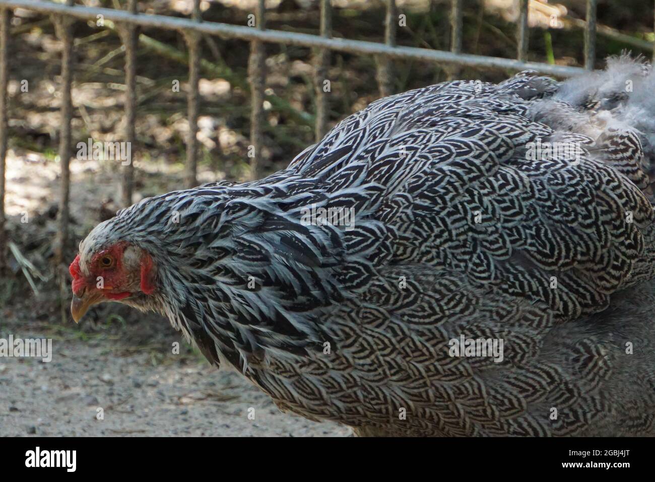 Closeup of a hens face on a blurred background Stock Photo - Alamy