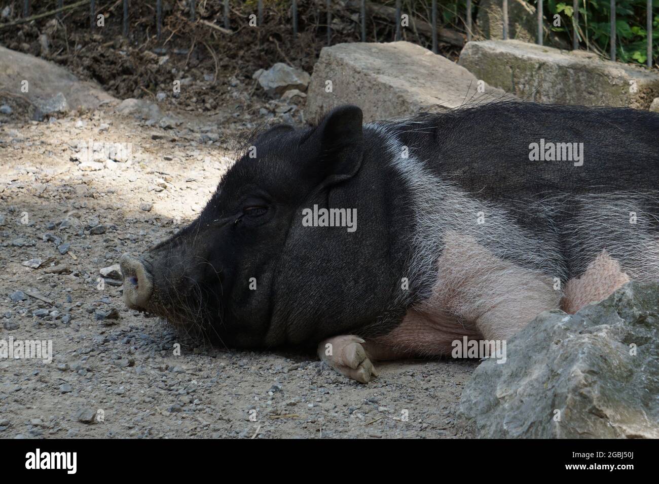Big sleeping boar laying on the side on the ground Stock Photo - Alamy