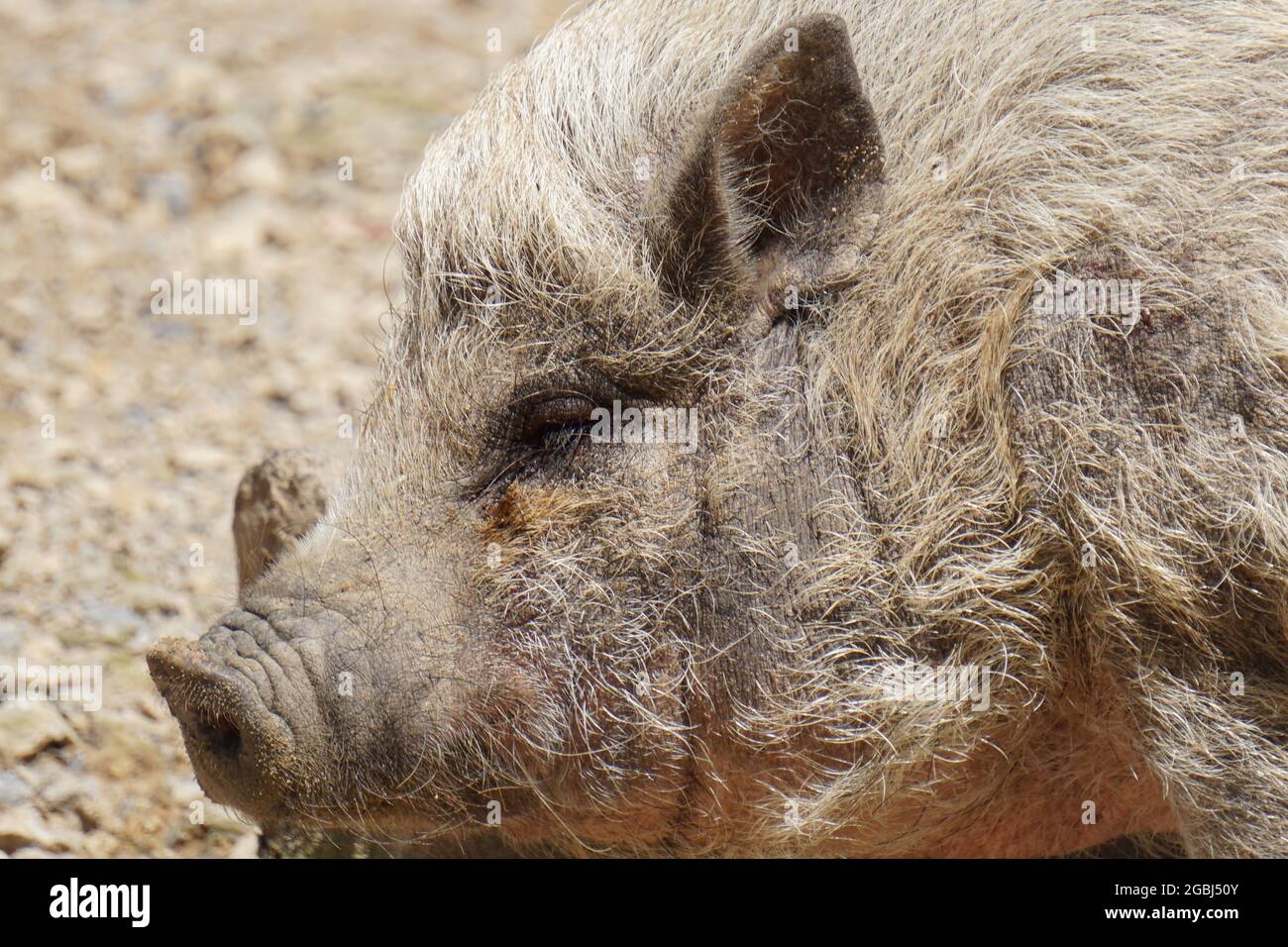 White hairy boar with a blurred background Stock Photo - Alamy