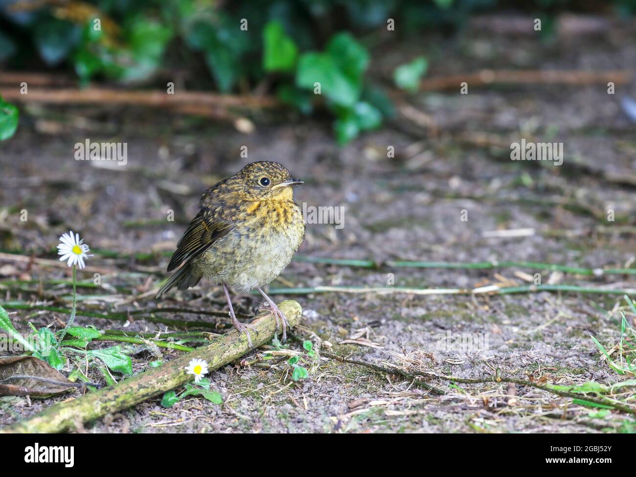 Fledgling Robin