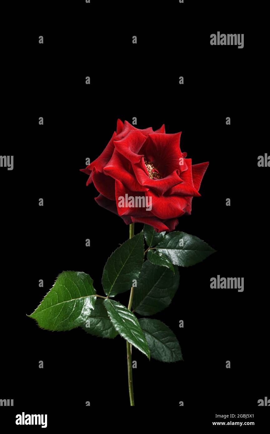 Red bright rose isolated on black background. Front view Stock Photo ...