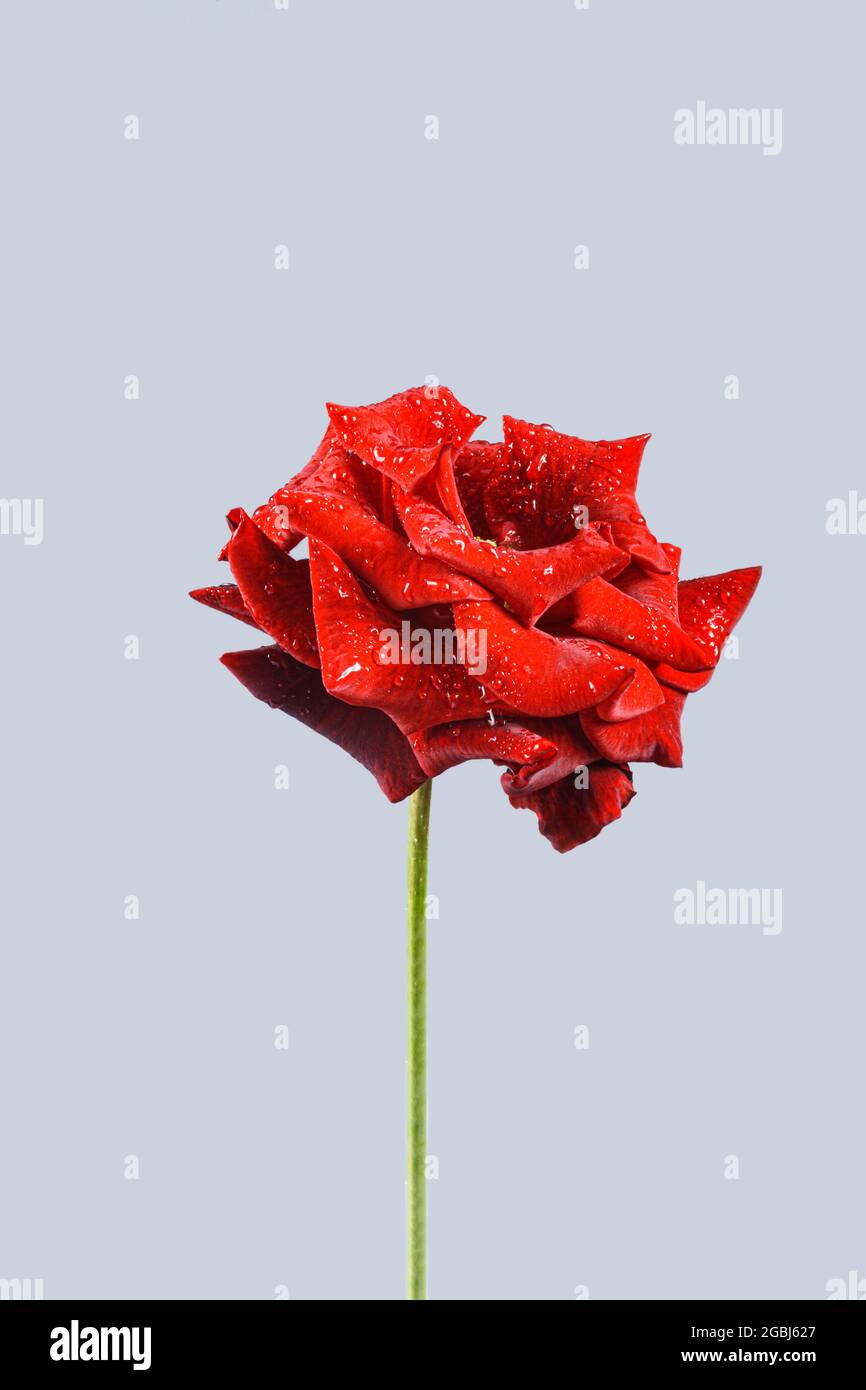 Red rose with dew drops. Isolated on a light gray background. Front ...