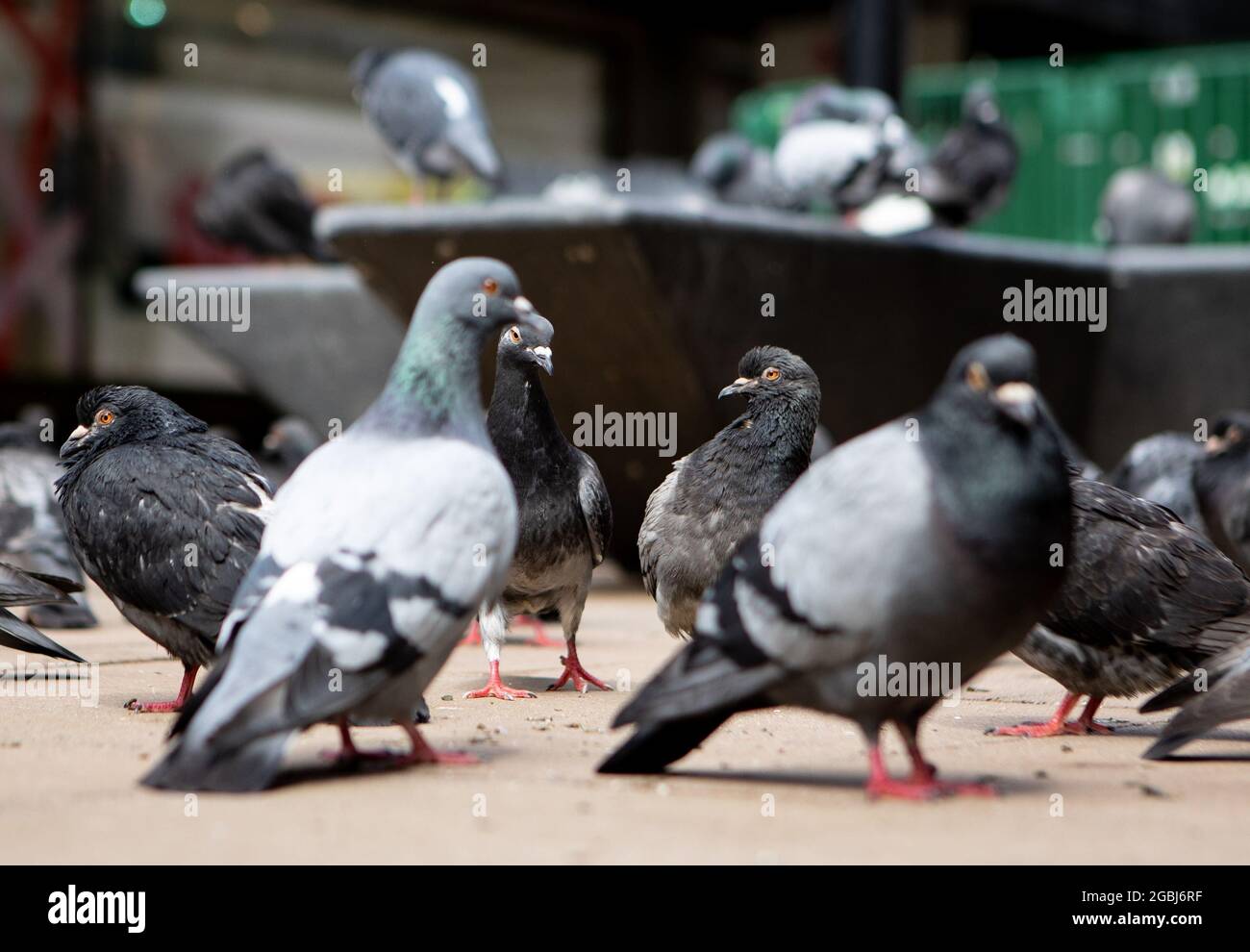 Group of pigeons on the pavement Stock Photo - Alamy