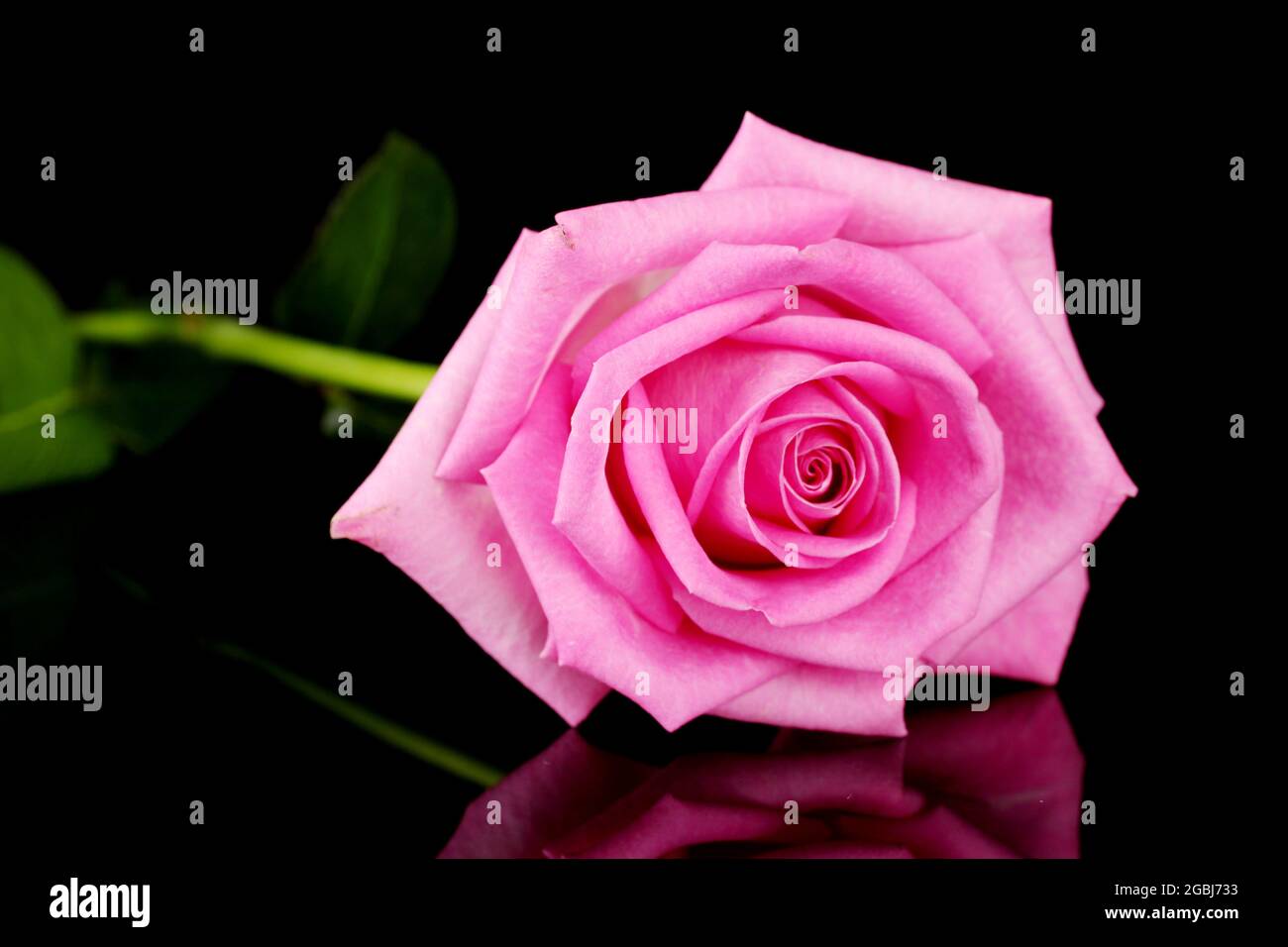 Pink rose isolated on black Stock Photo - Alamy