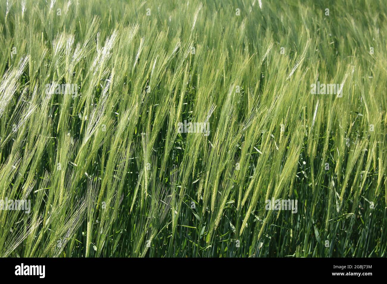 Wind In Corn Field Stock Photo - Alamy