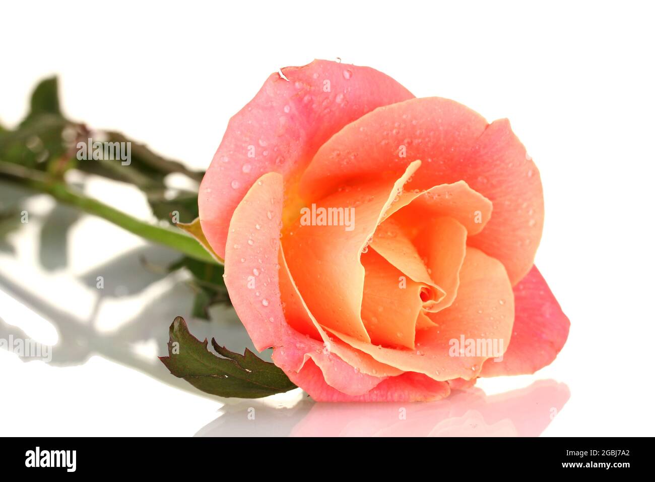rose with drops isolated on white Stock Photo - Alamy