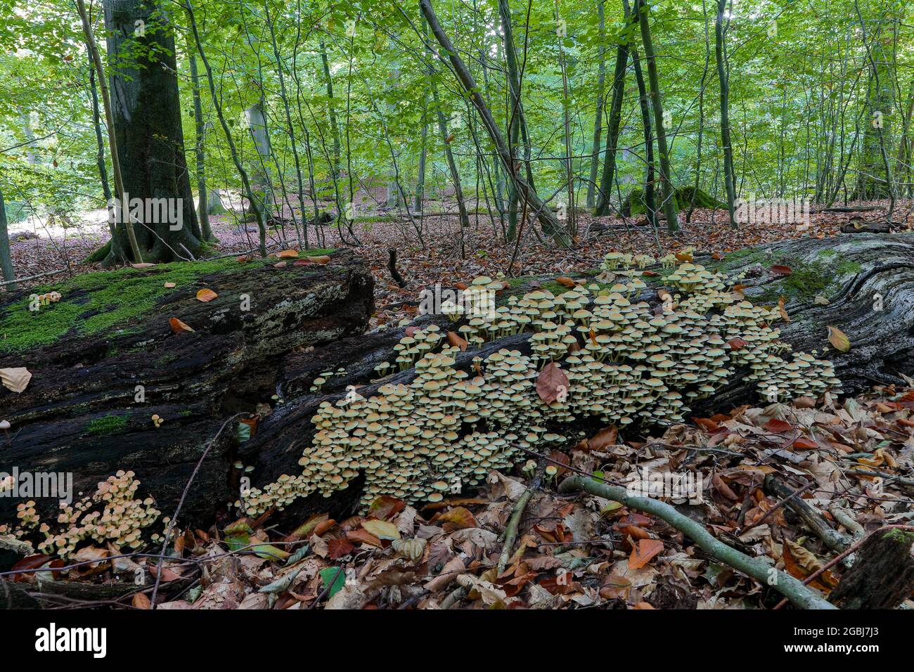 Tuft hat hi-res stock photography and images - Alamy