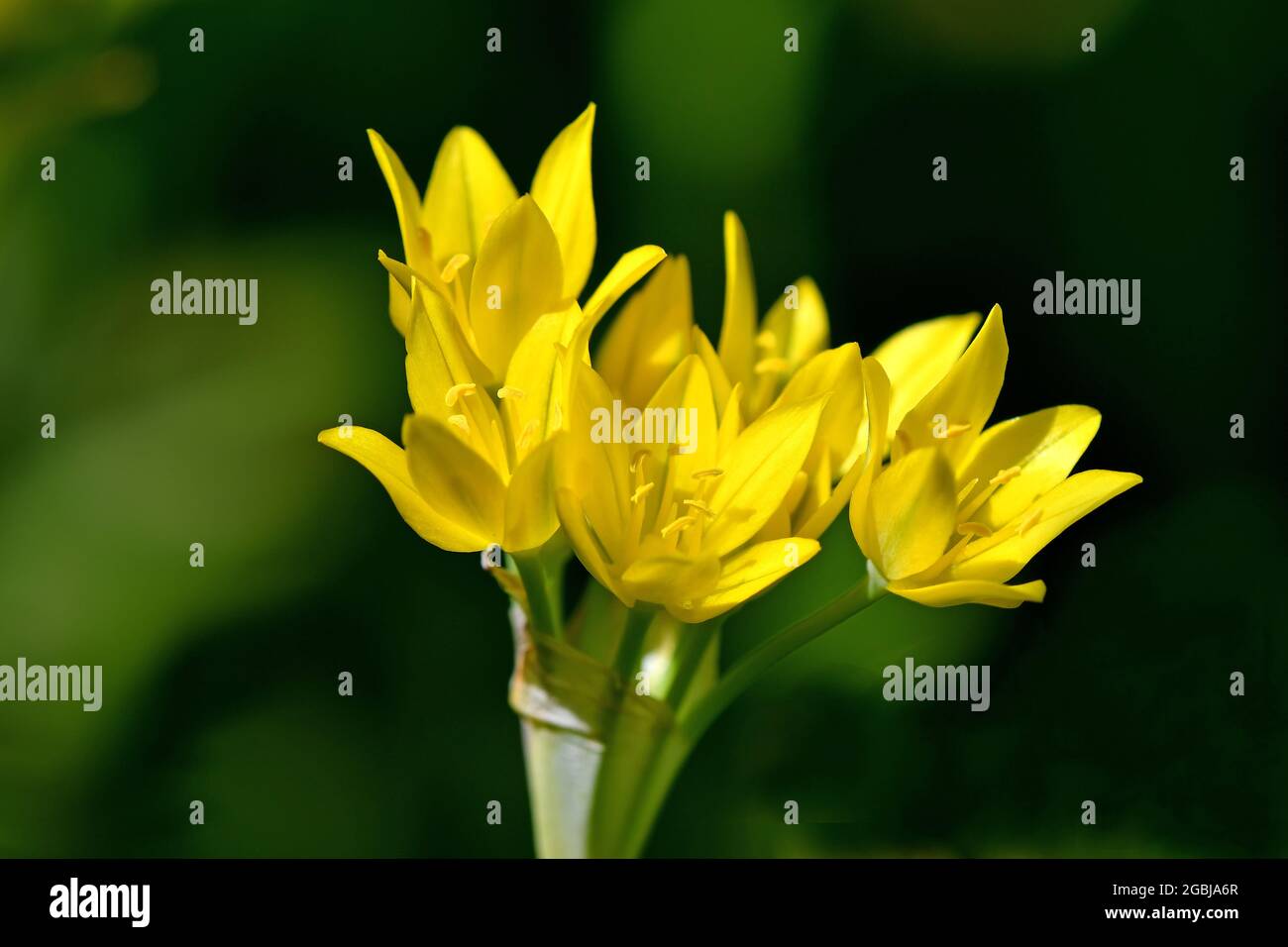 Magic moly herb hi-res stock photography and images - Alamy
