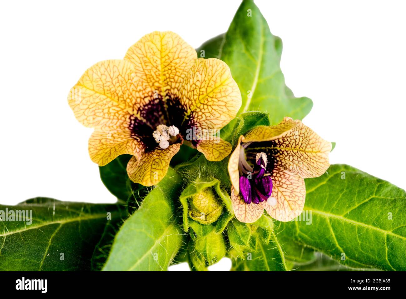 Black henbane hi-res stock photography and images - Alamy