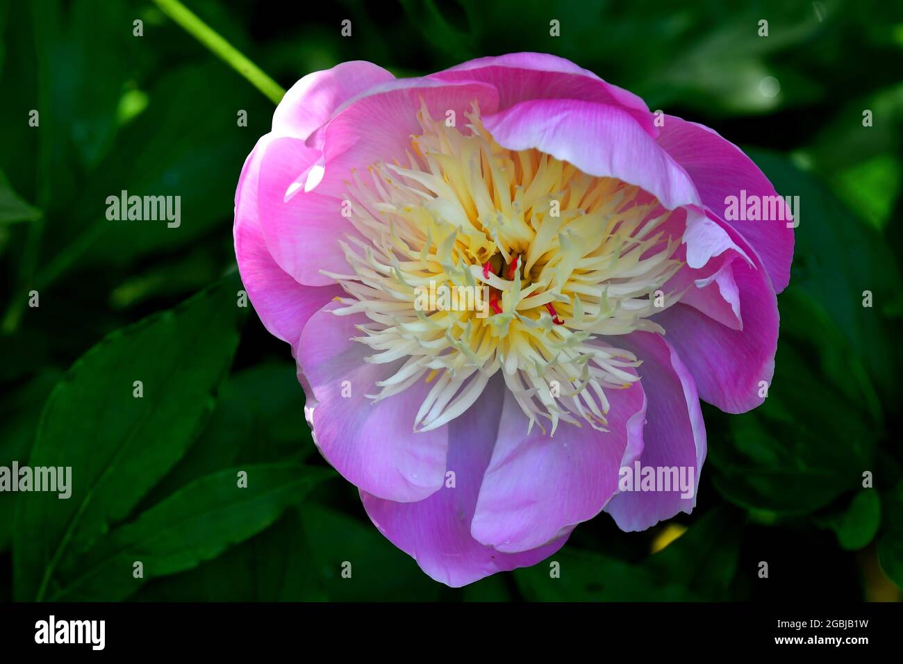 Chinese Medicinal Herb Peony With Flower Stock Photo - Alamy
