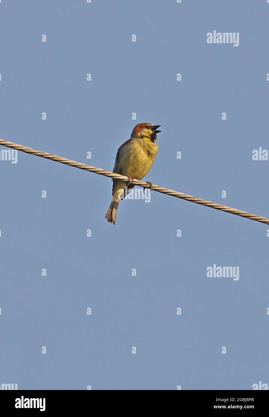 Sparrow perched on power line hi-res stock photography and images - Alamy