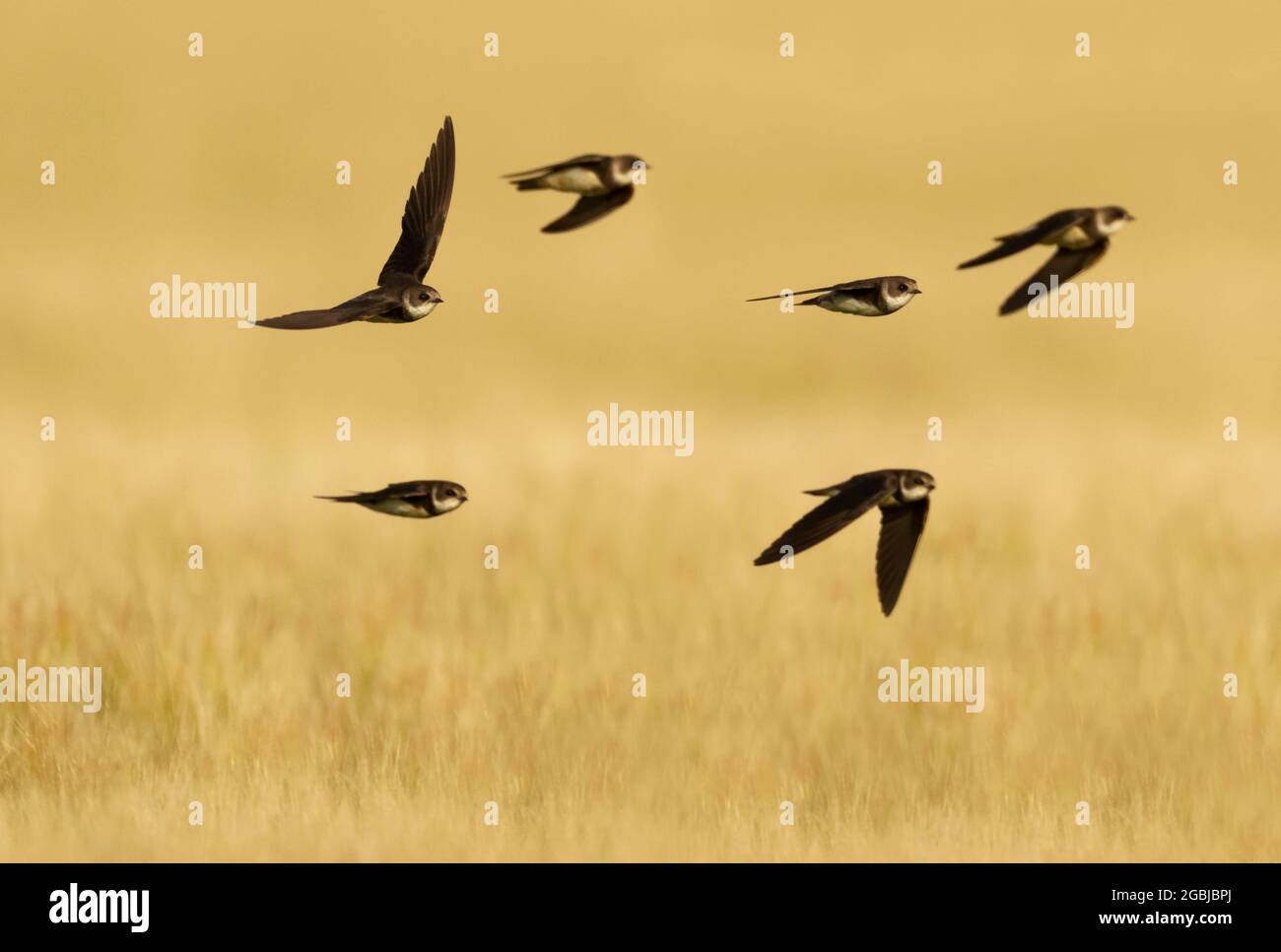 Flock sand martins flying insects hi-res stock photography and images ...