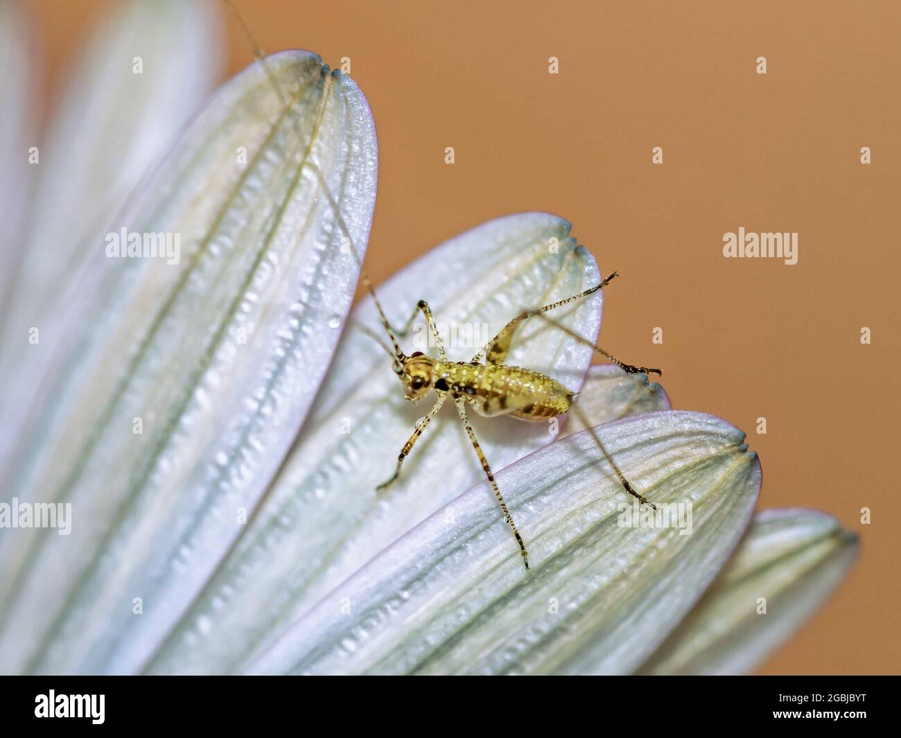 Flat-headed mayfly on a white flower Stock Photo - Alamy