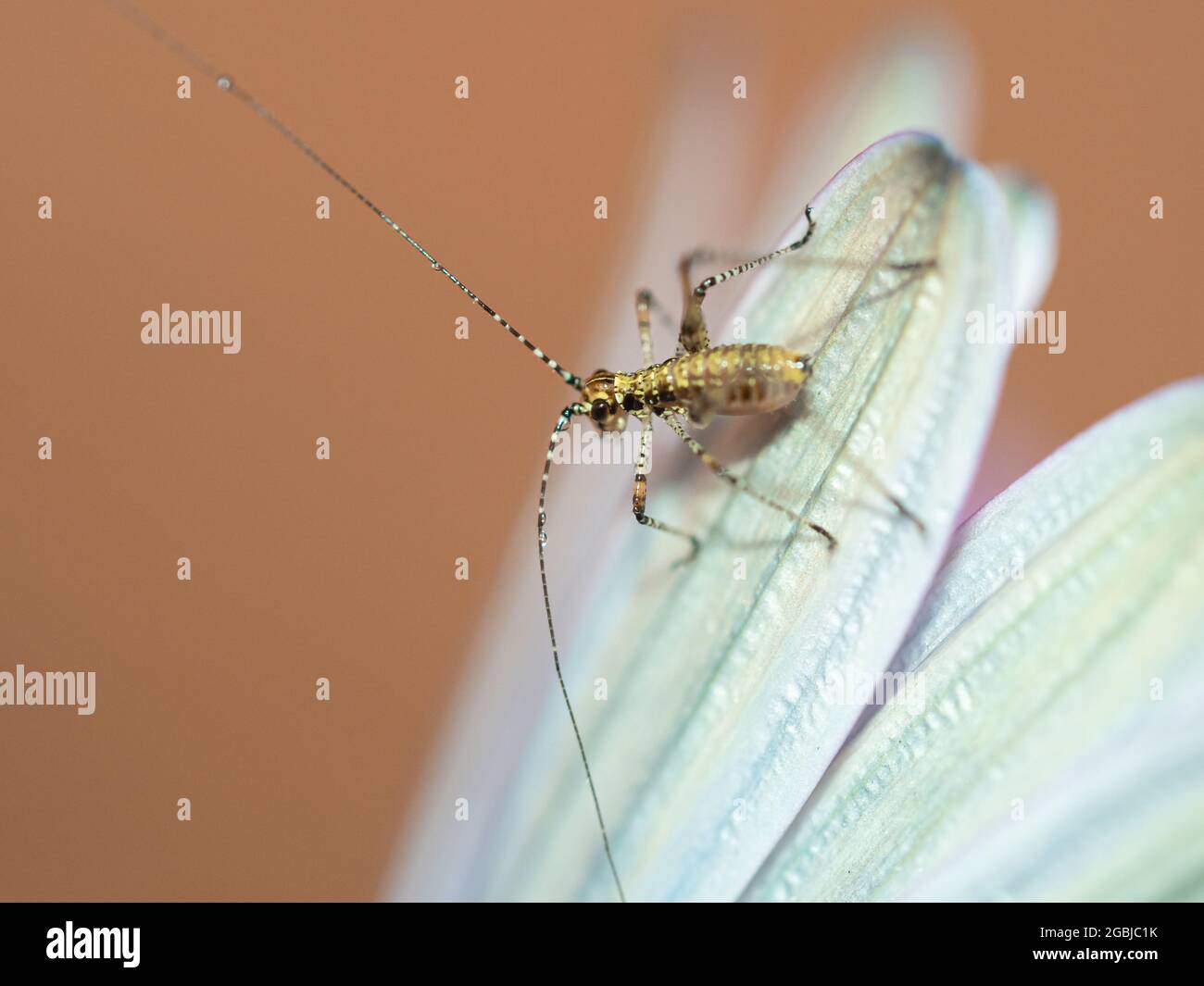 Flat-headed mayfly on a white flower Stock Photo - Alamy